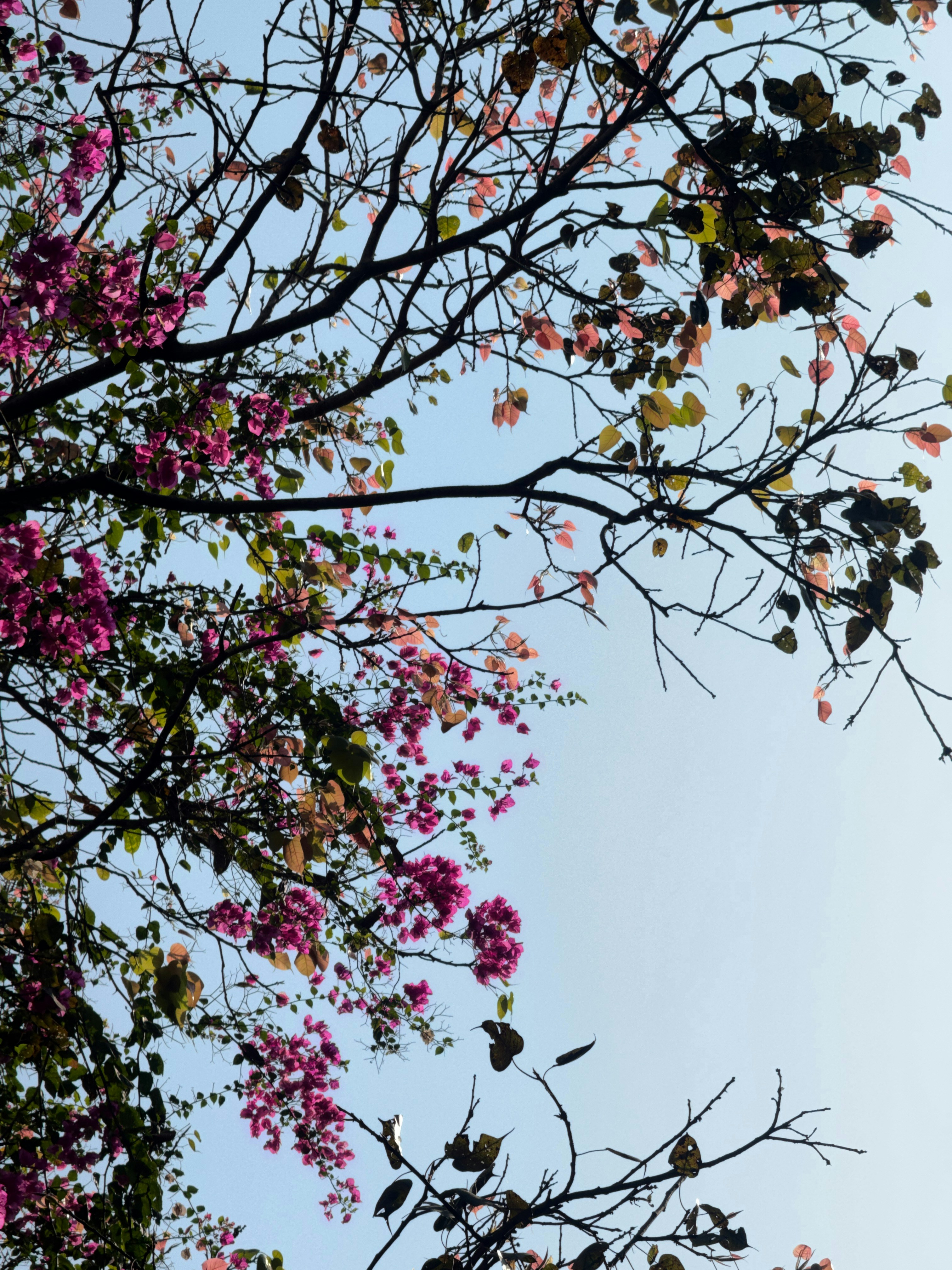 Crimson Bougainvillea Sketch Against a Clear Sky