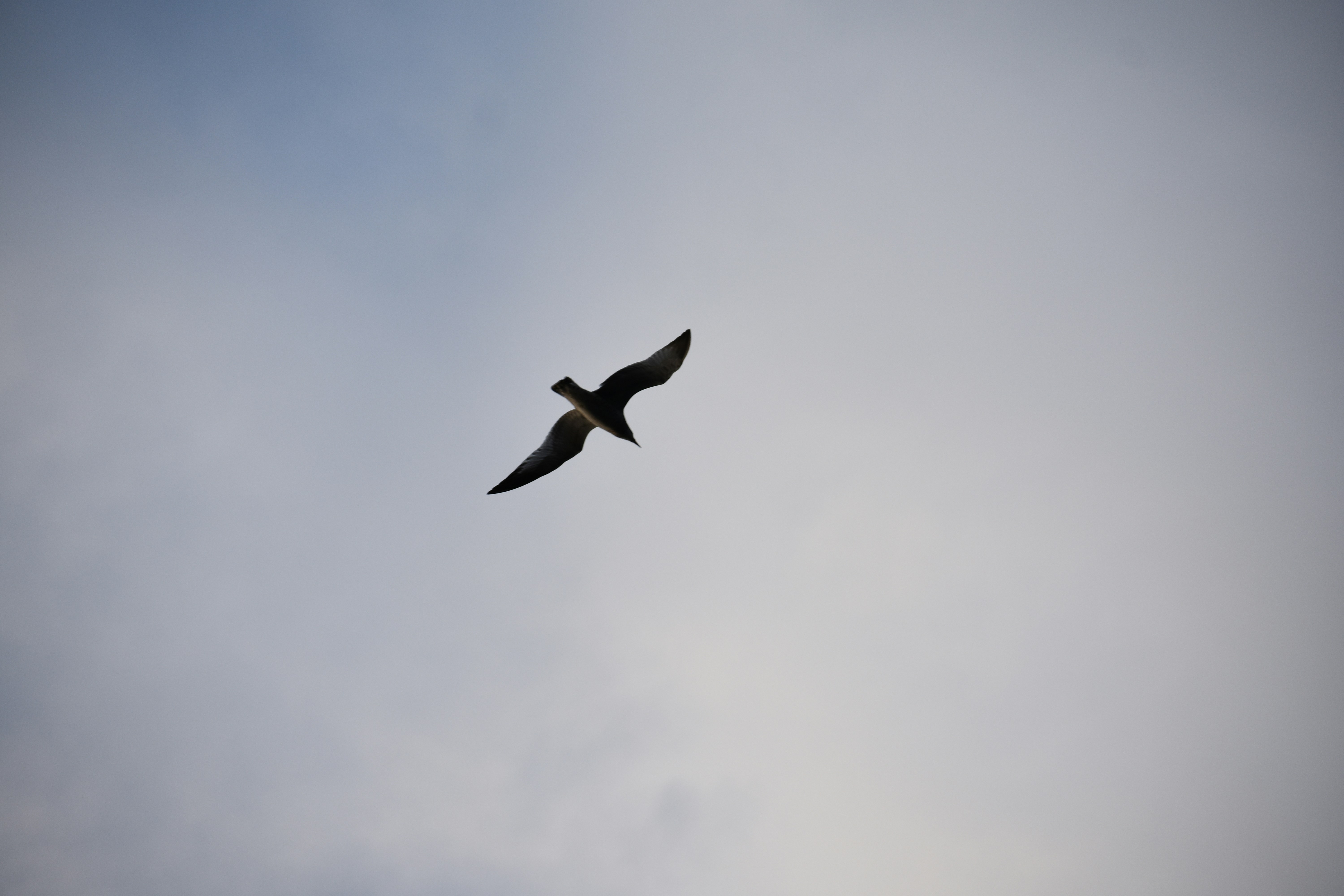 Silhouette of a Gull Soaring in a Quiet Sky