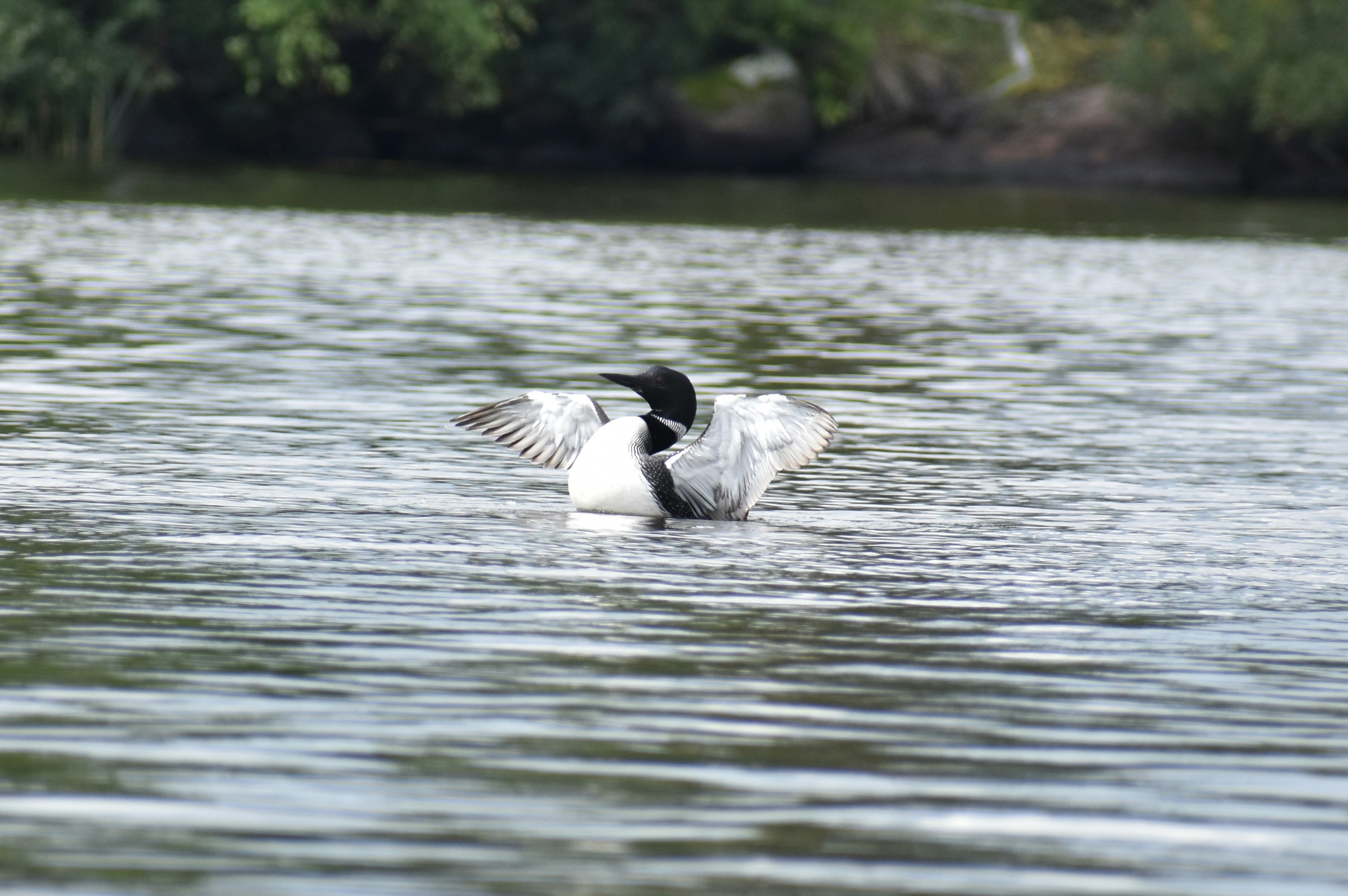 Winged Whitewater: A Loon Mid-Spread on a Calm Lake