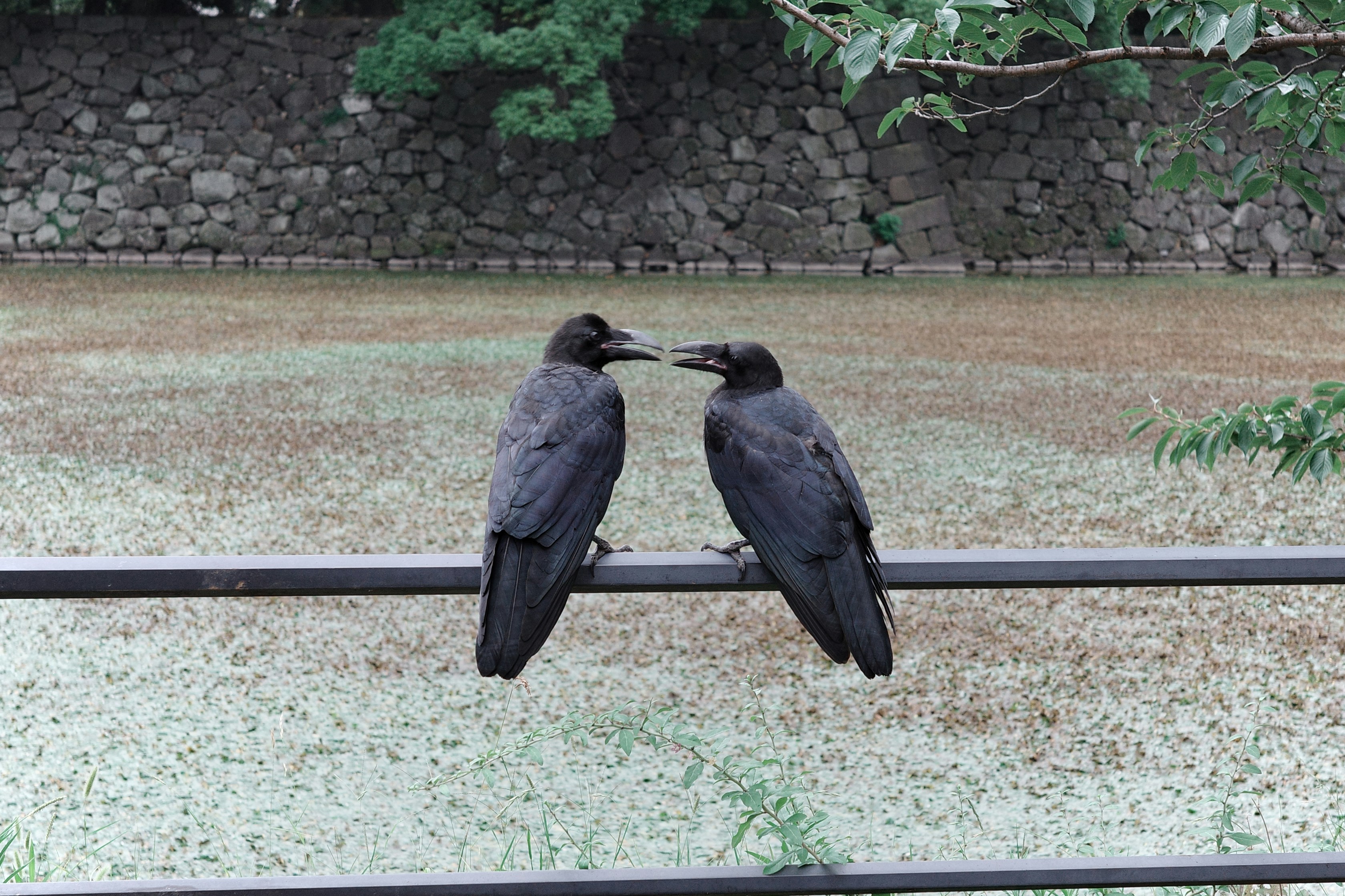 Conversations on a Rails: Two Crows in Quiet Dialogue