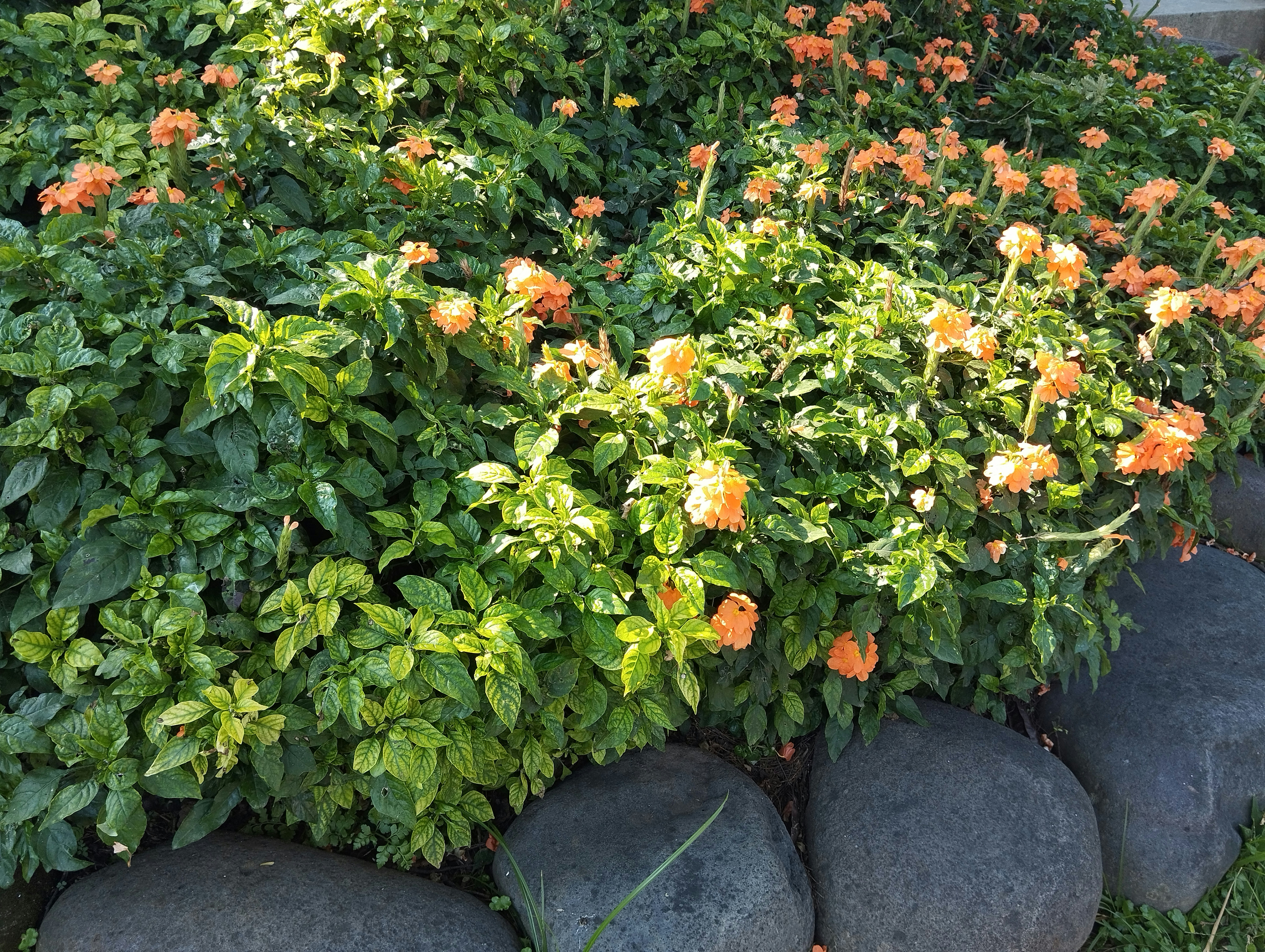 Low Rock Border with Orange Blooming Shrubs under Sunlit Foliage