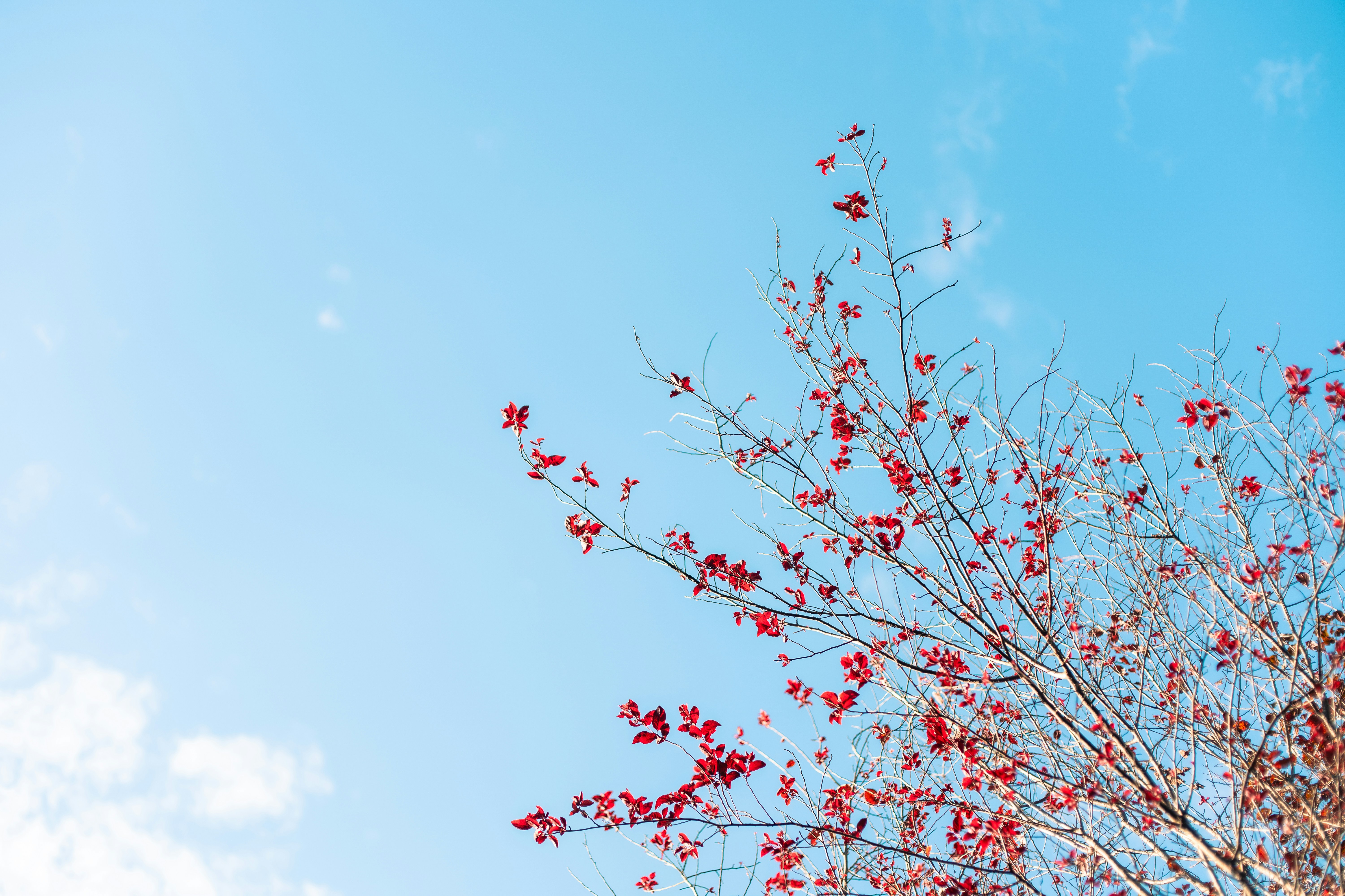 Bare Branches Reaching for a Clear Spring Sky
