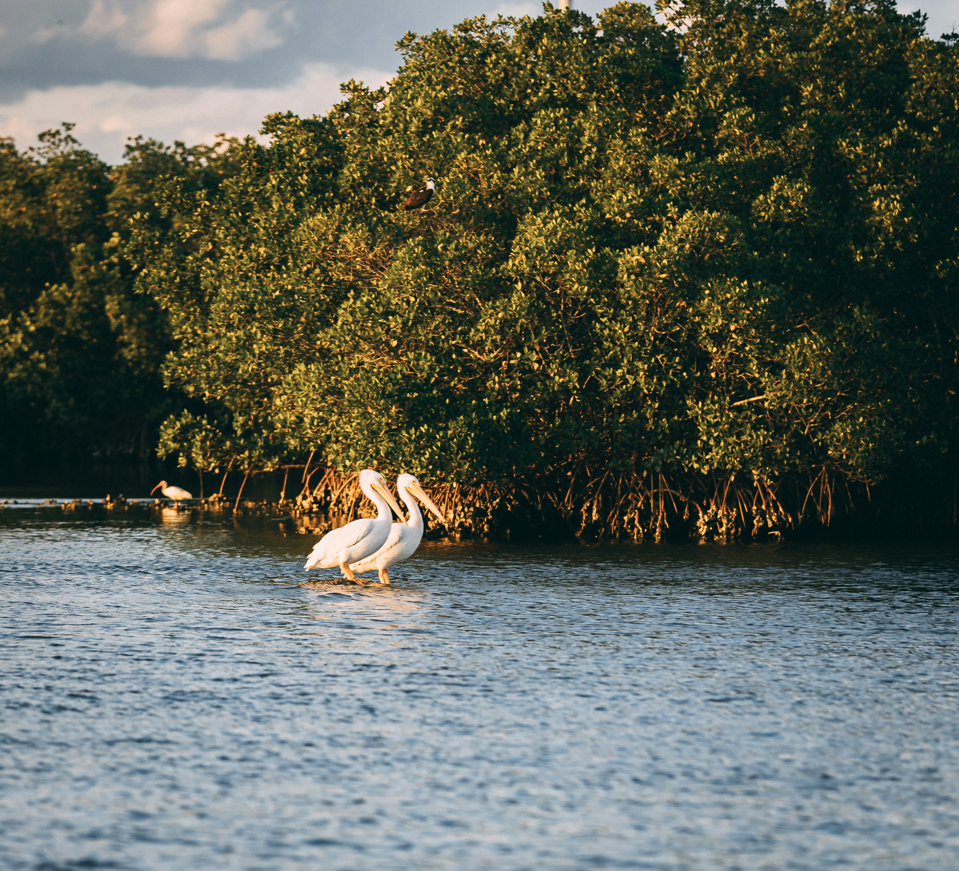 Herons on the Quiet Stroke of Dusk