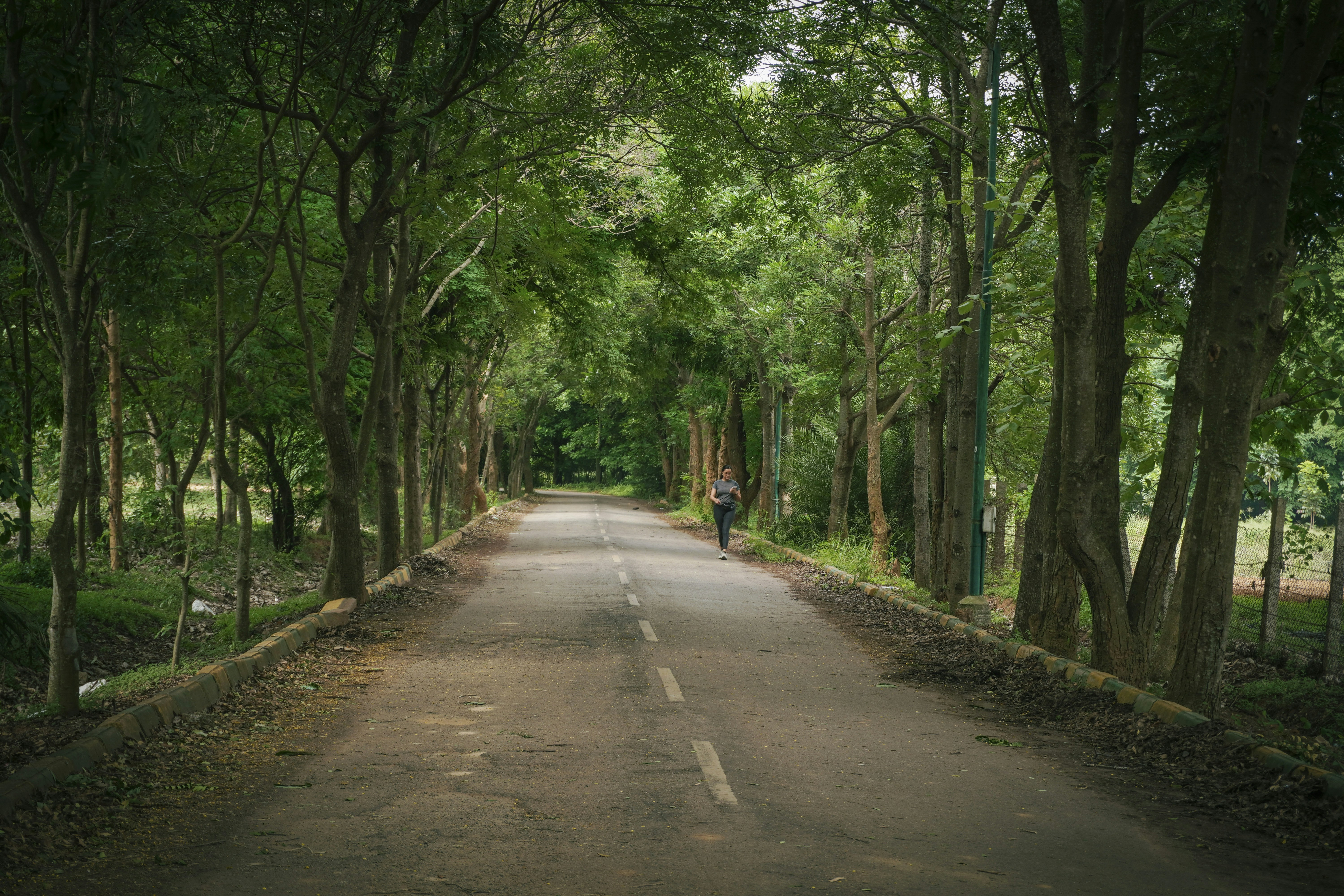 Whispering Lane: A Lone Pedestrian Beneath A Canopy of Green