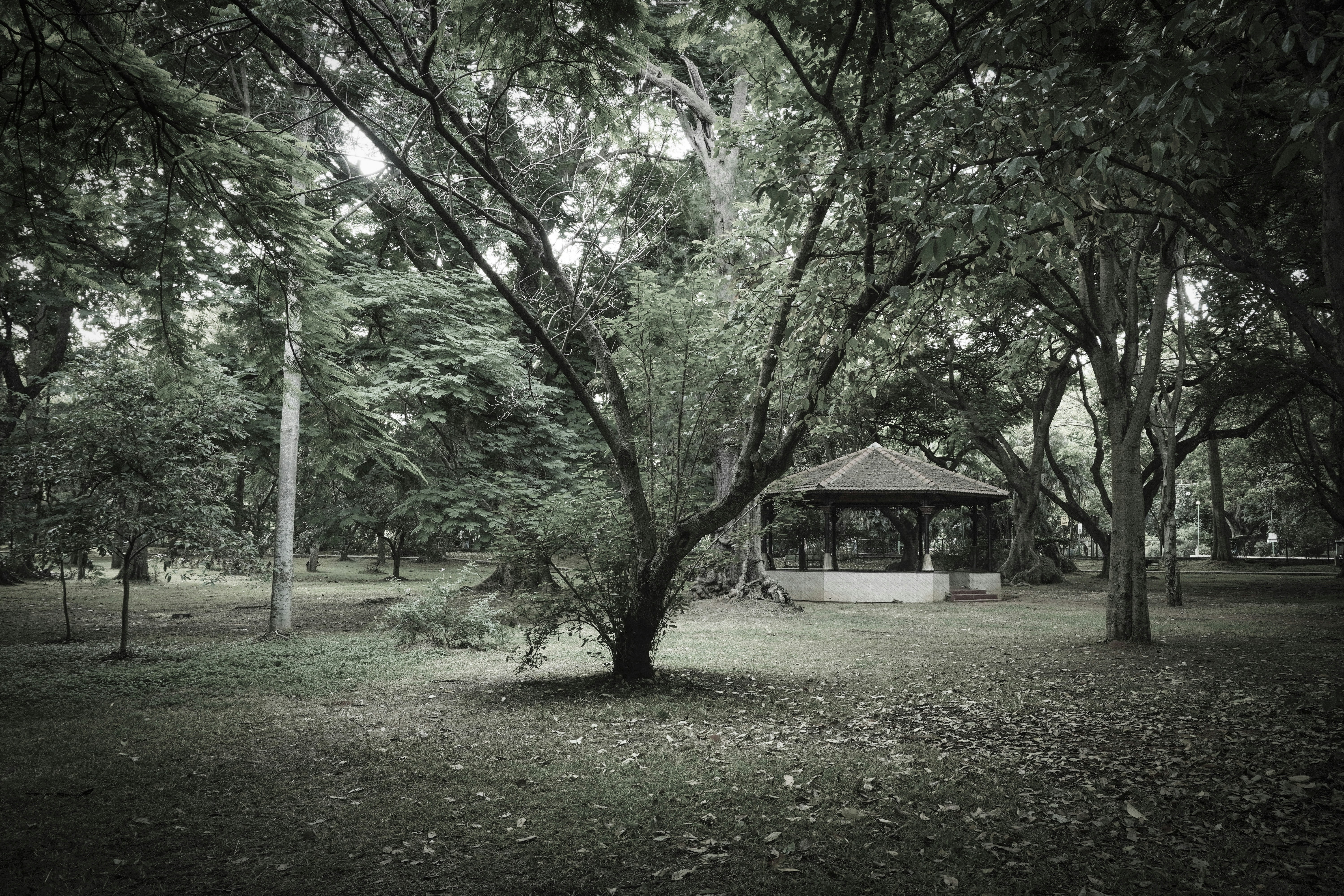 Shade and Stillness under the Park Canopy