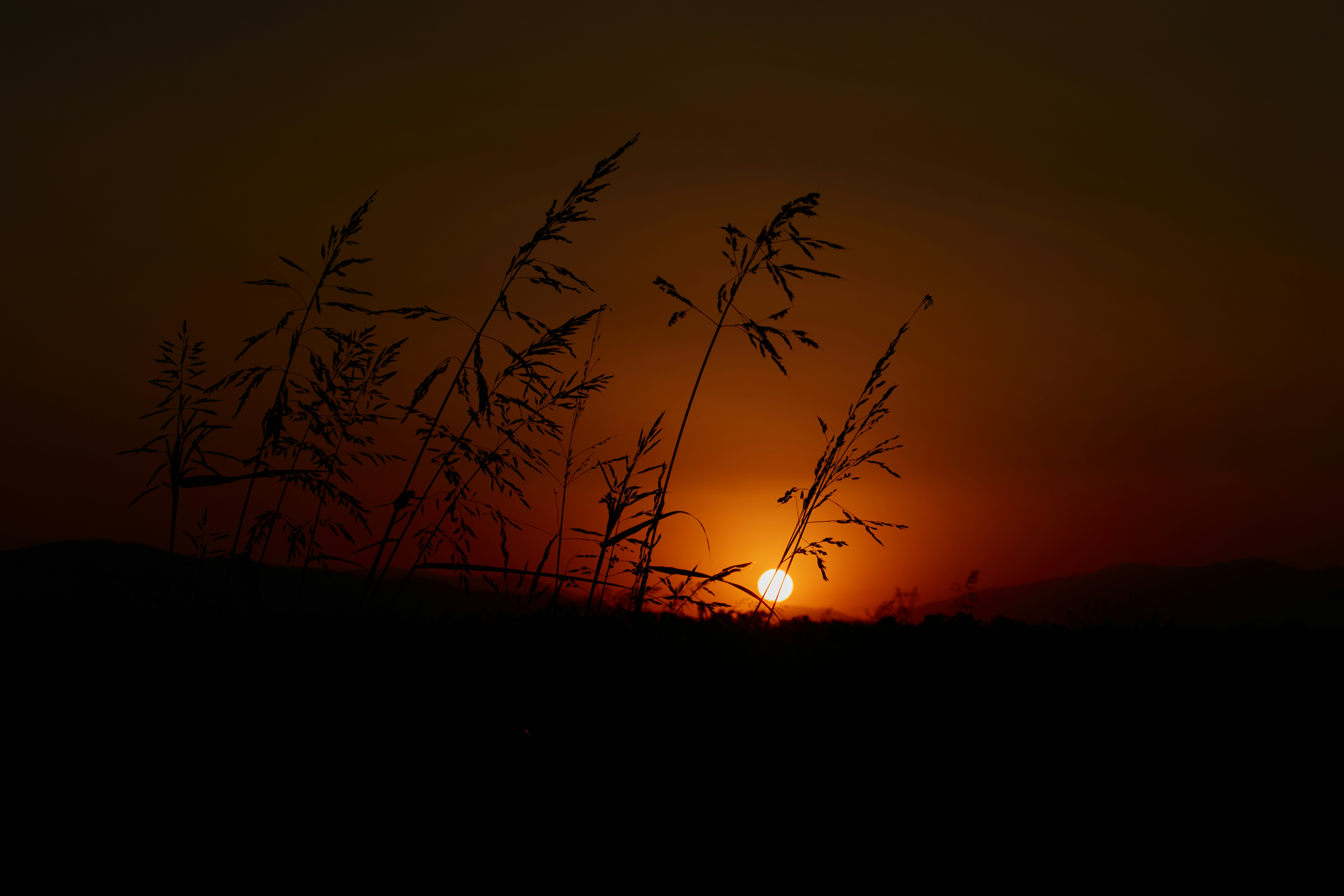 Sunset Silhouettes: Grasses Framing a Dying Light