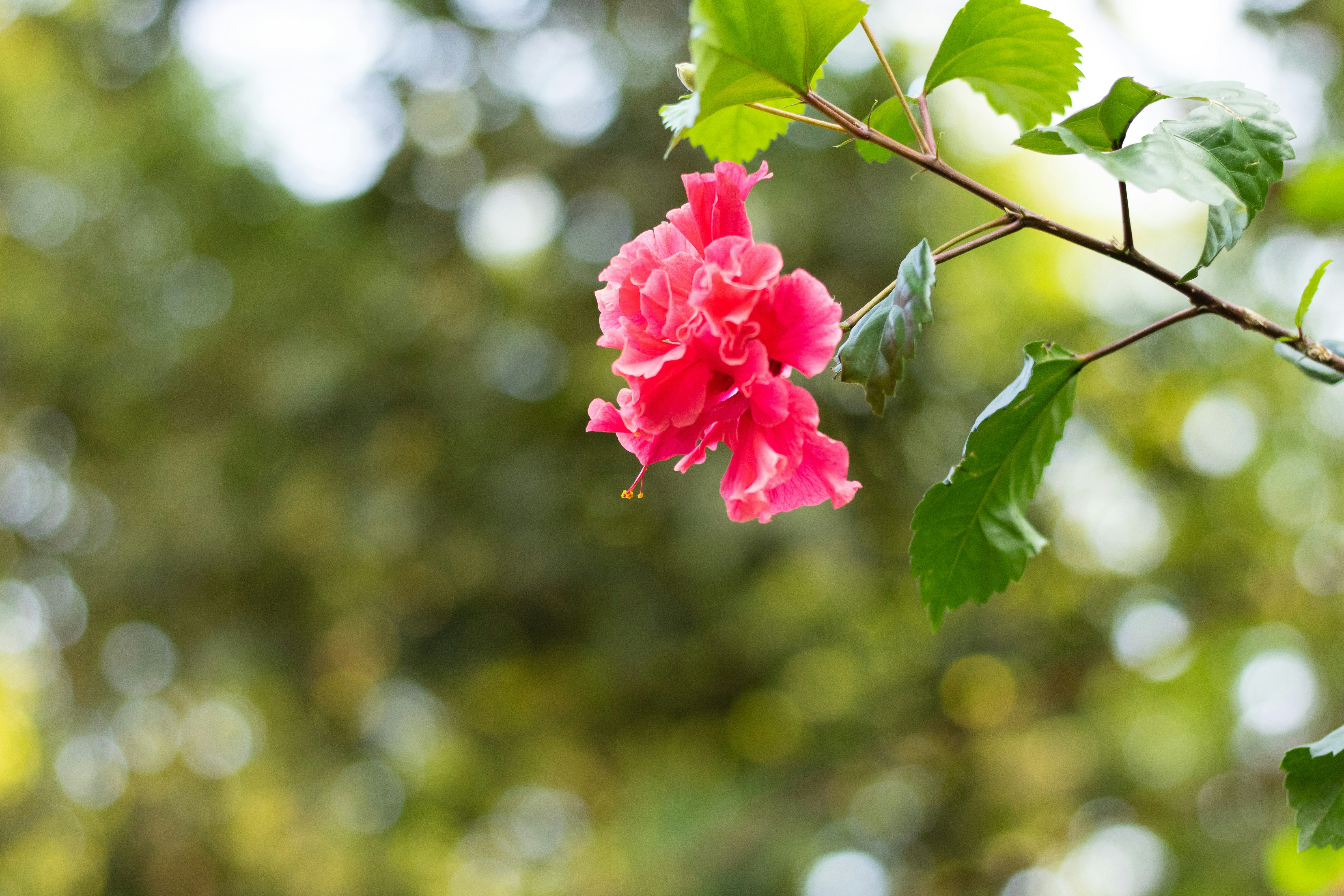 Pink Hibiscus in Soft Focus Meadow