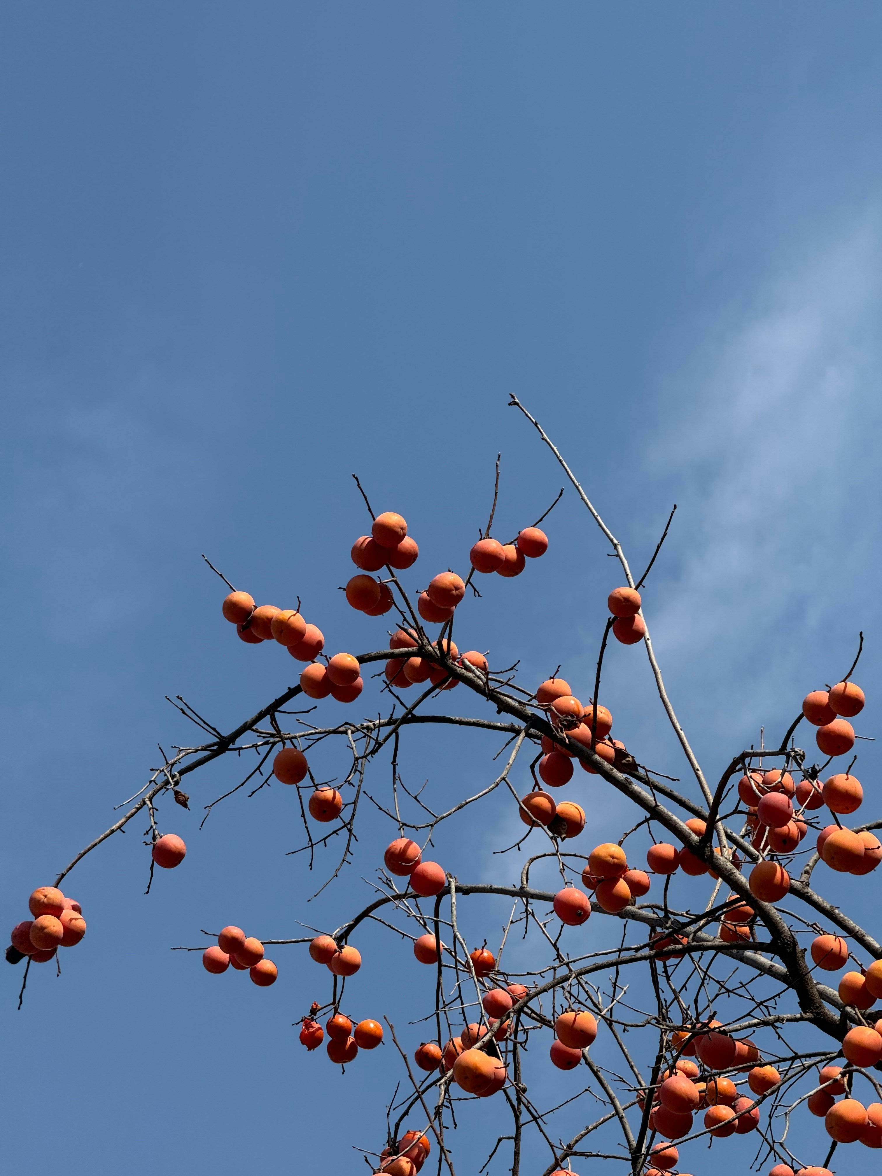 Branch laden with orange berries reaches across a vivid blue sky, focusing on the fruit clusters. A simple, natural illustration of late-season branches.