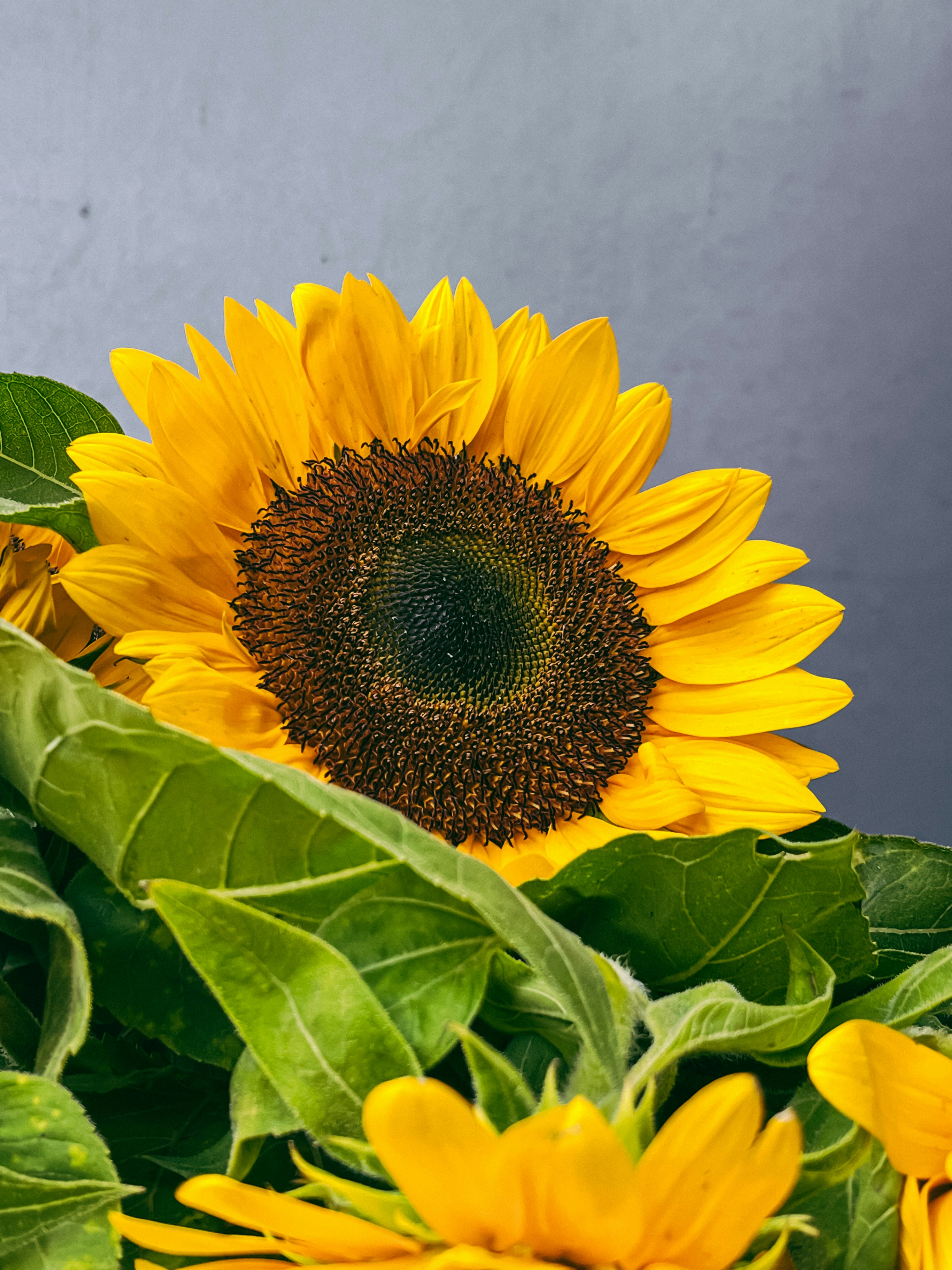 Sunflower Centerstage: Radiant Bloom Against a Minimal Backdrop