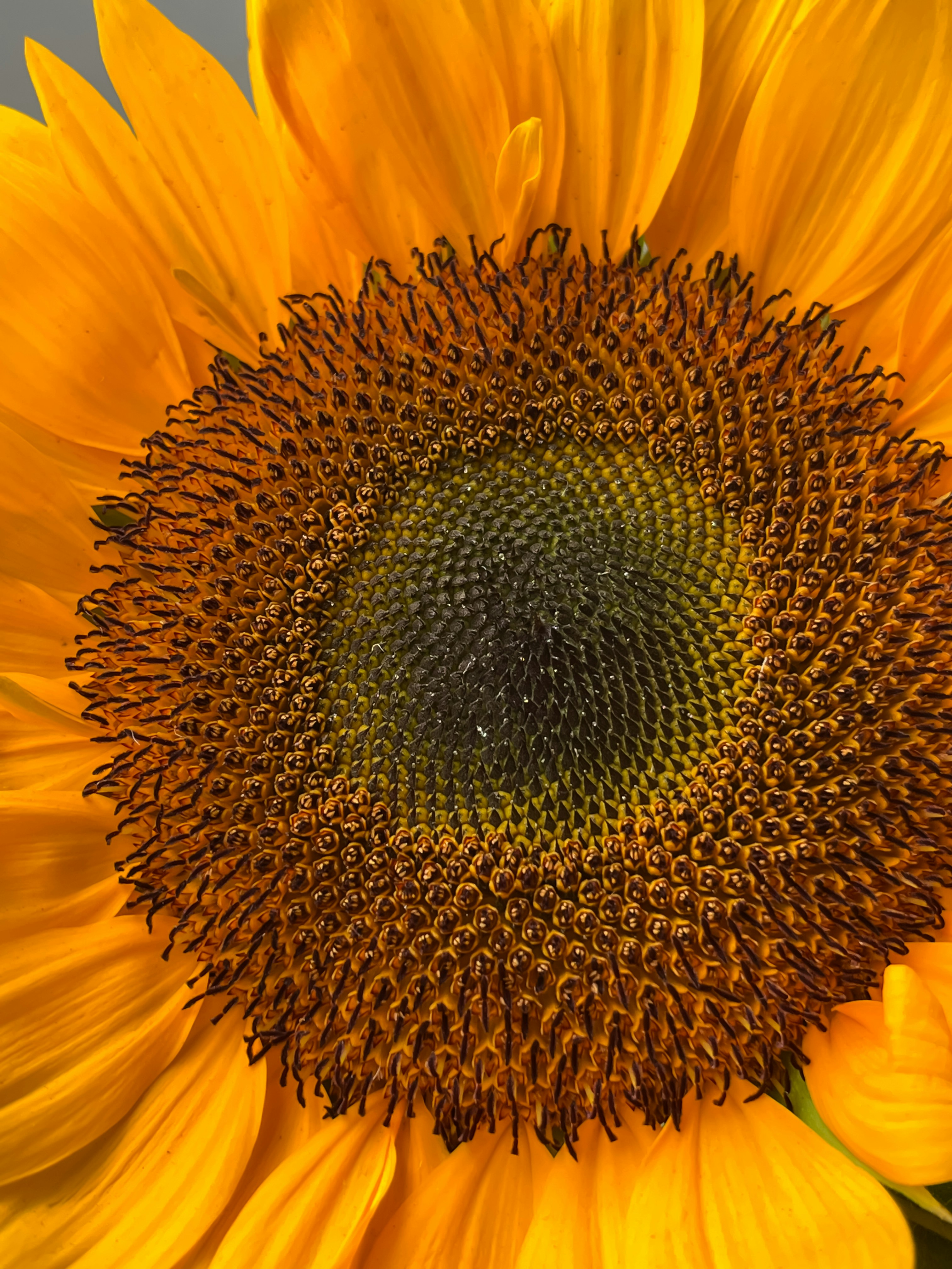 Sunlit Spiral: A Close-Up of a Radiant Sunflower Core