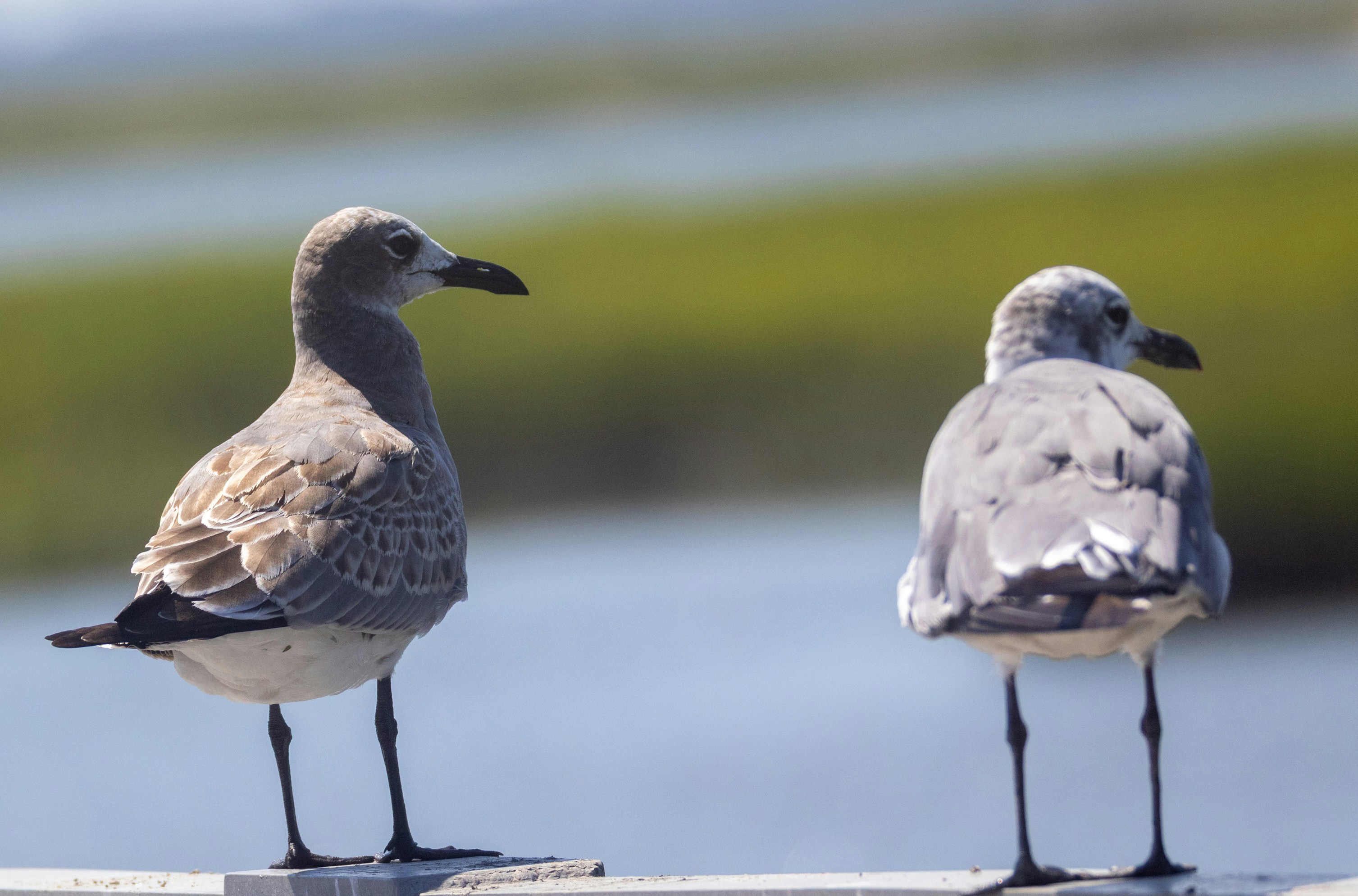 Two shorebirds on a railing above a calm estuary