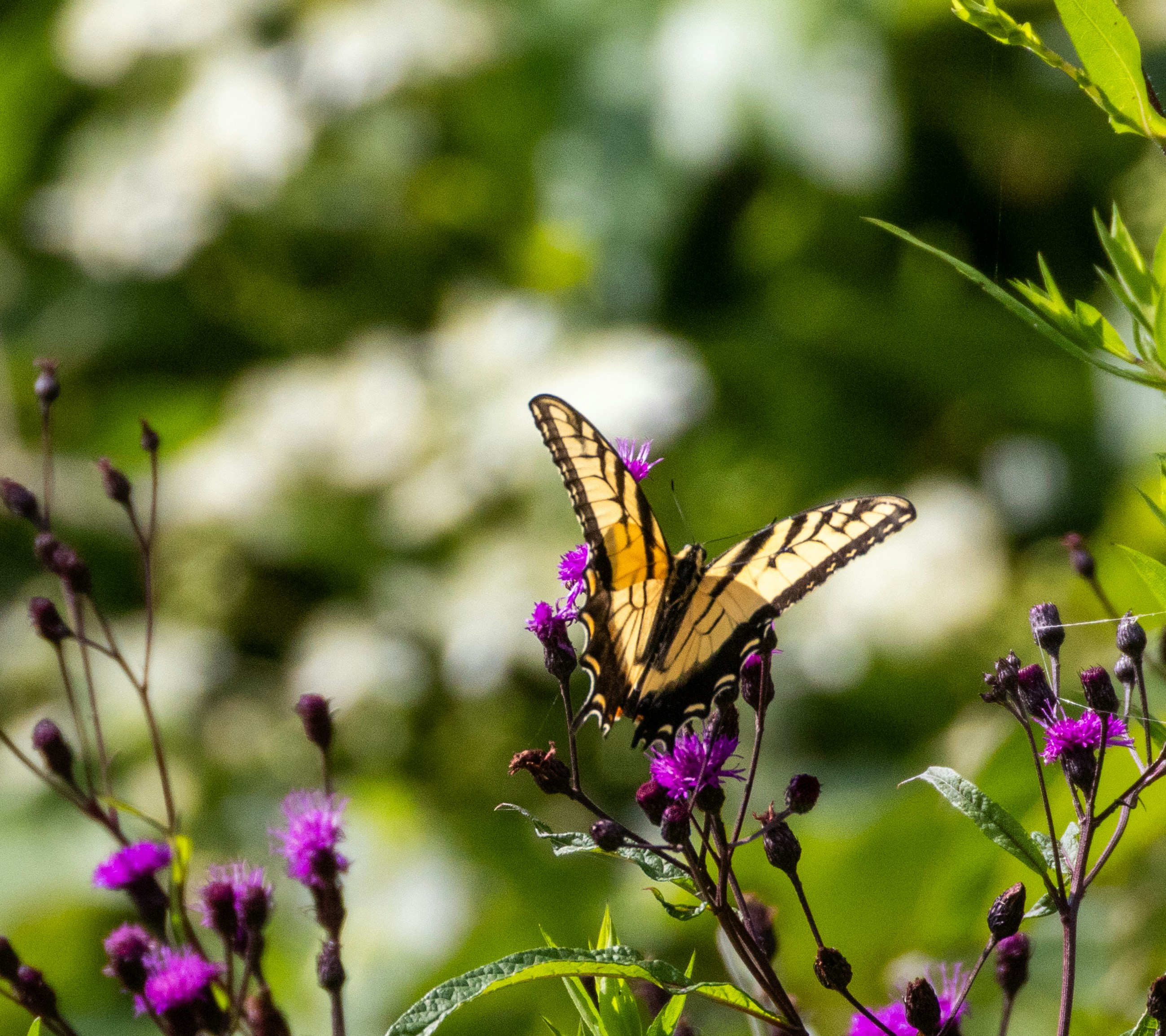 Bright butterfly perched on purple flowers in a sunlit garden; vibrant colors and shallow depth of field highlight the subject.