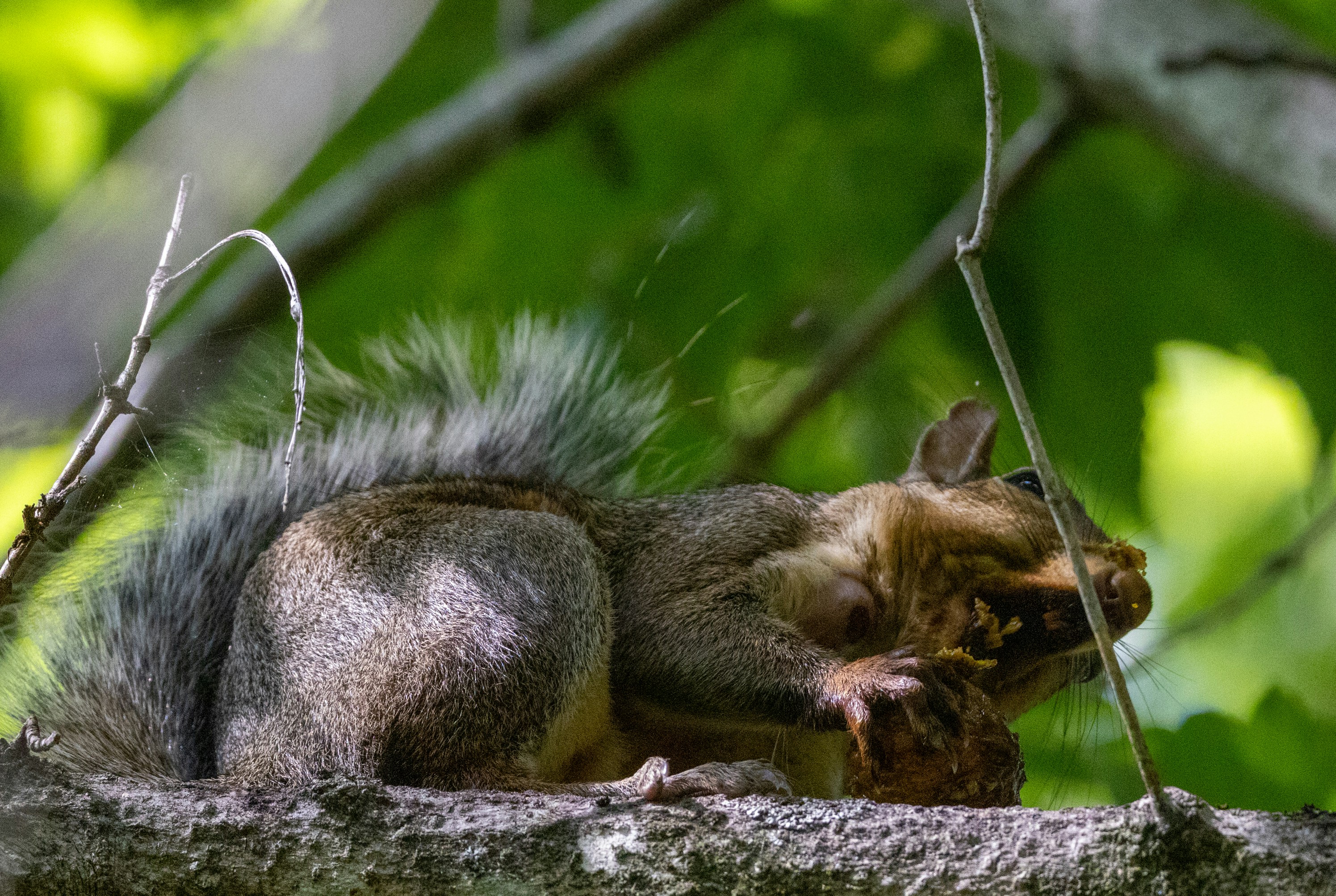 Midday nap on a mossy limb: a drowsy squirrel in dappled light