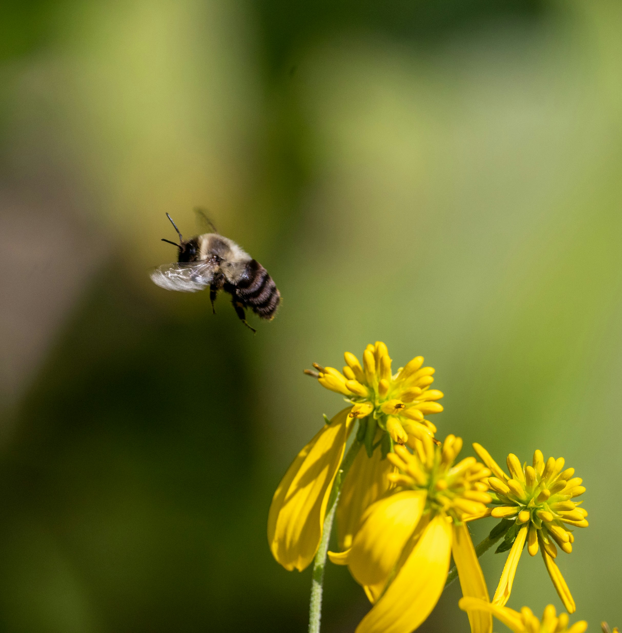 Bee in flight over a sunny yellow bloom