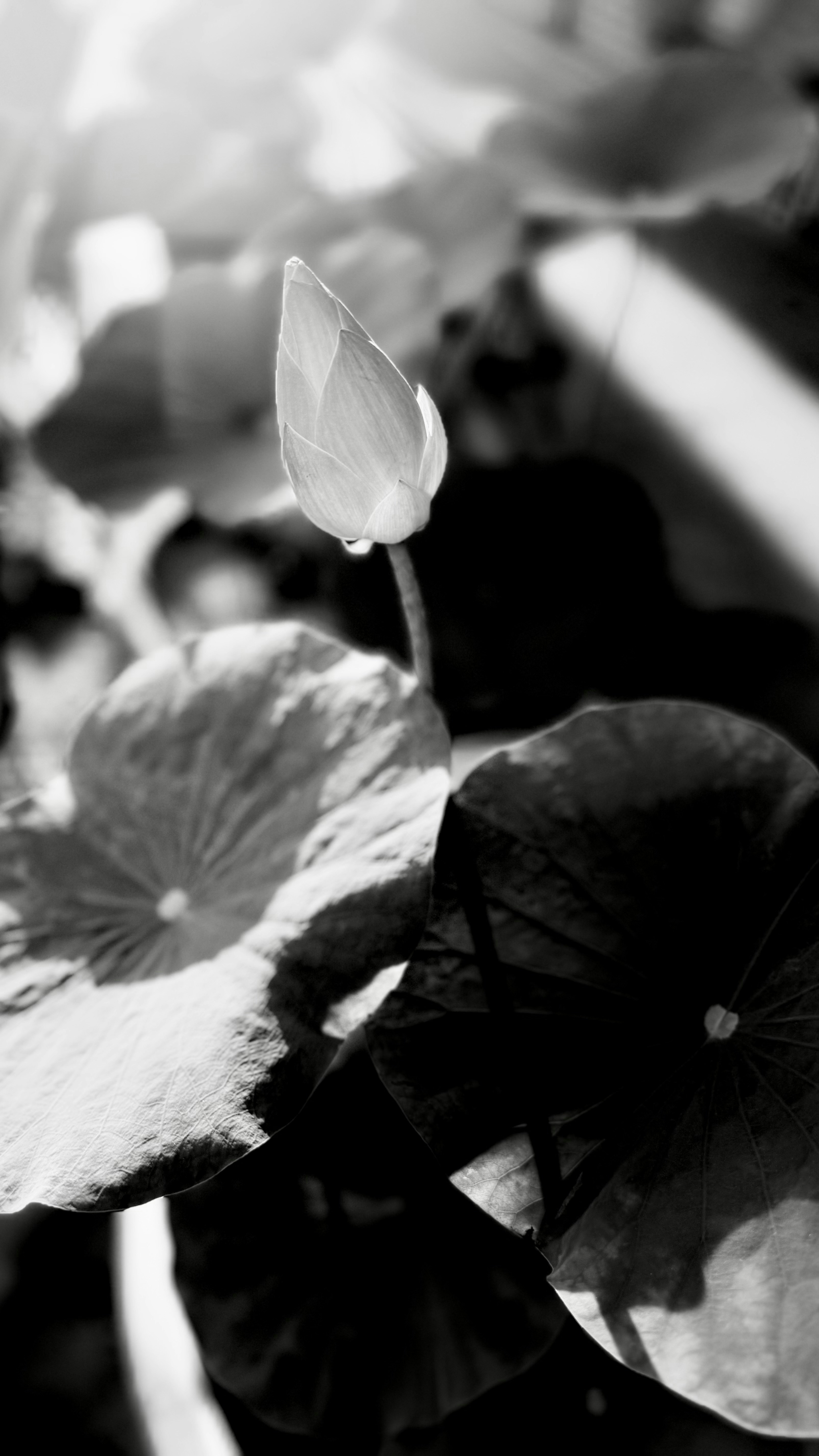 Bold, low-contrast monochrome close-up of a budding flower among rounded leaves, with soft background blur and strong foreground silhouette.