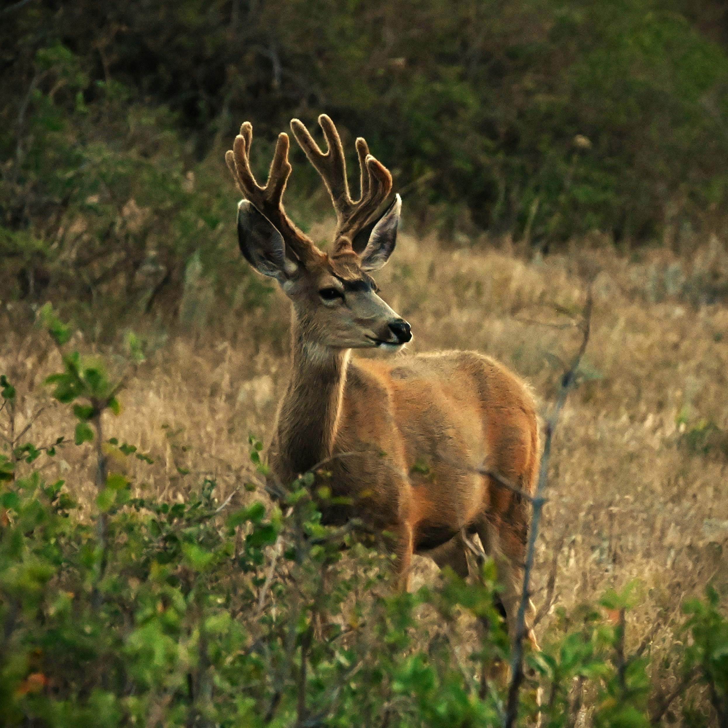 St meandering stag: a quiet moment in sunlit scrub