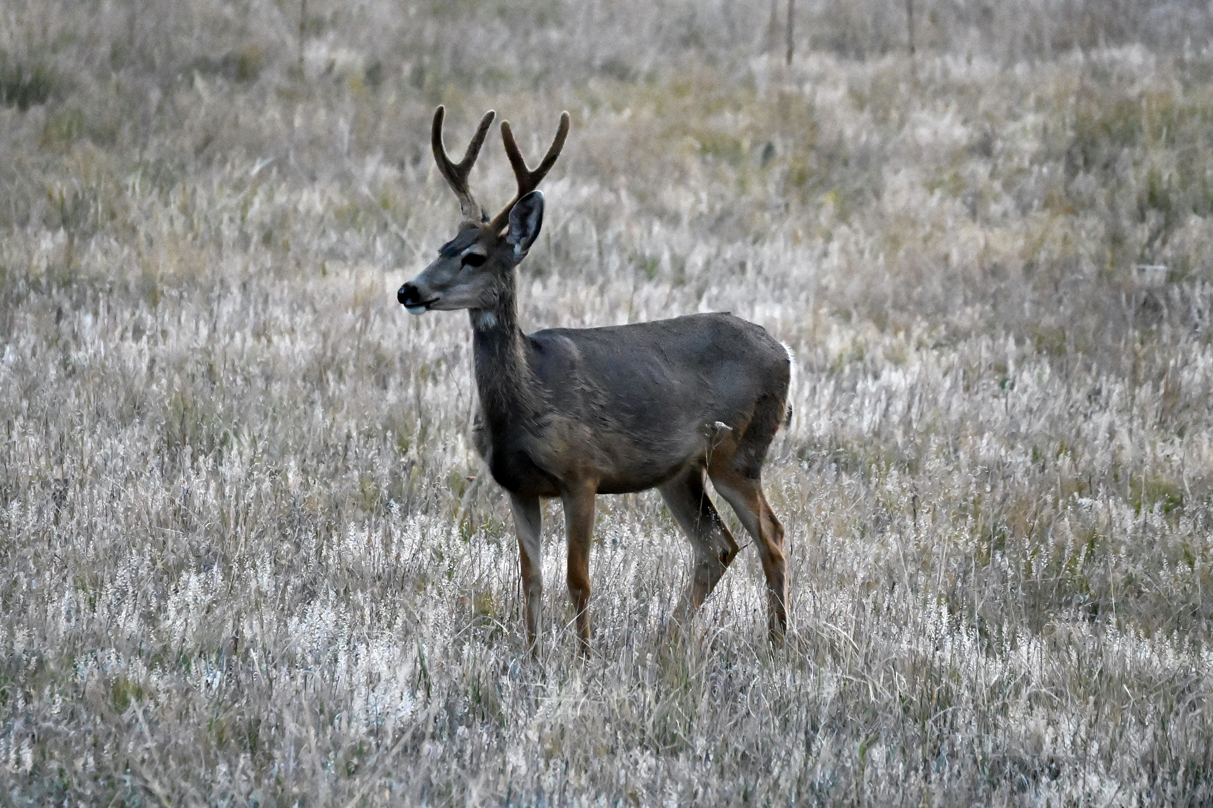 Stag in a Quiet Prairie: The Vigilant Posture