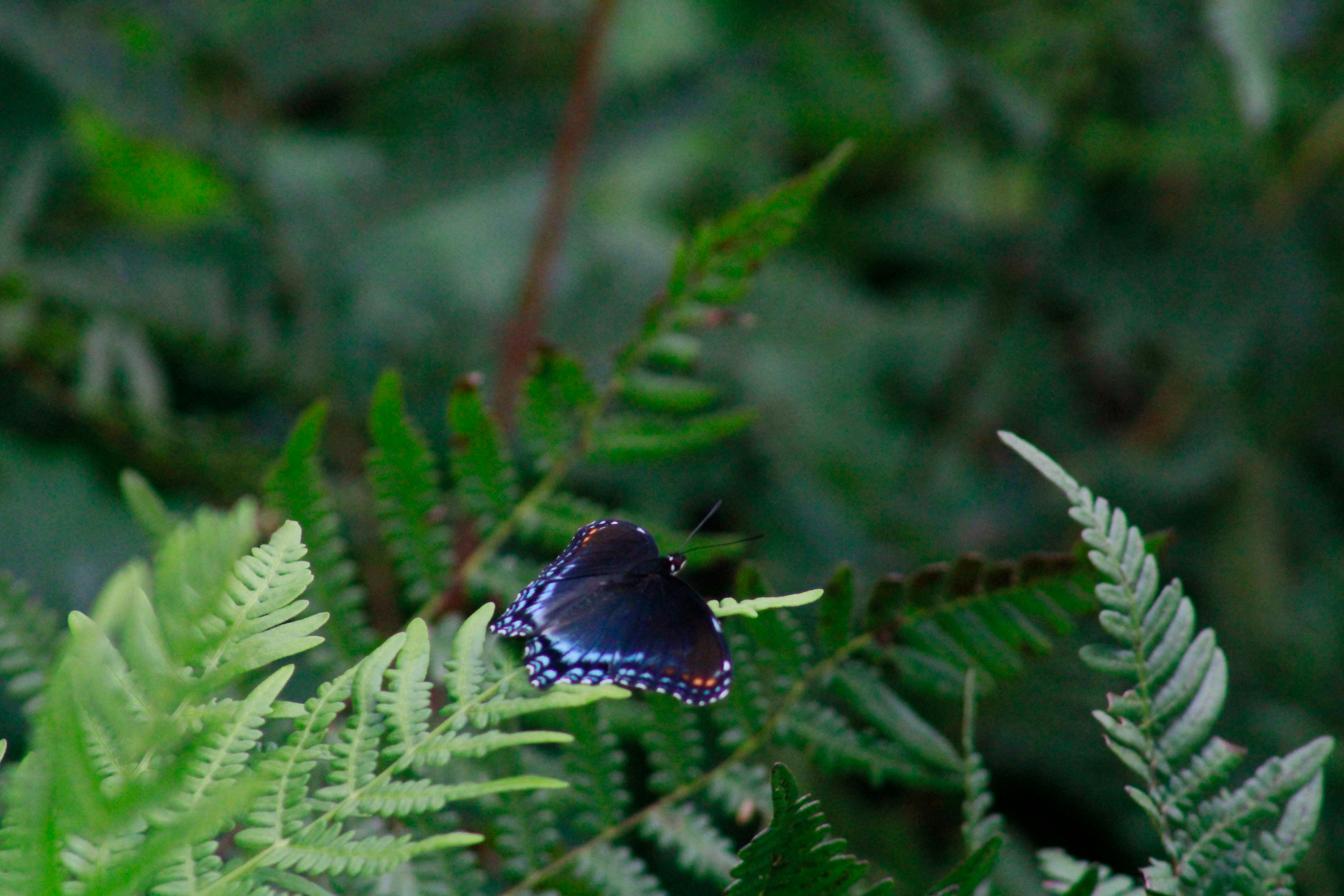 Azure Wing on Fern: a butterfly resting amid green fronds