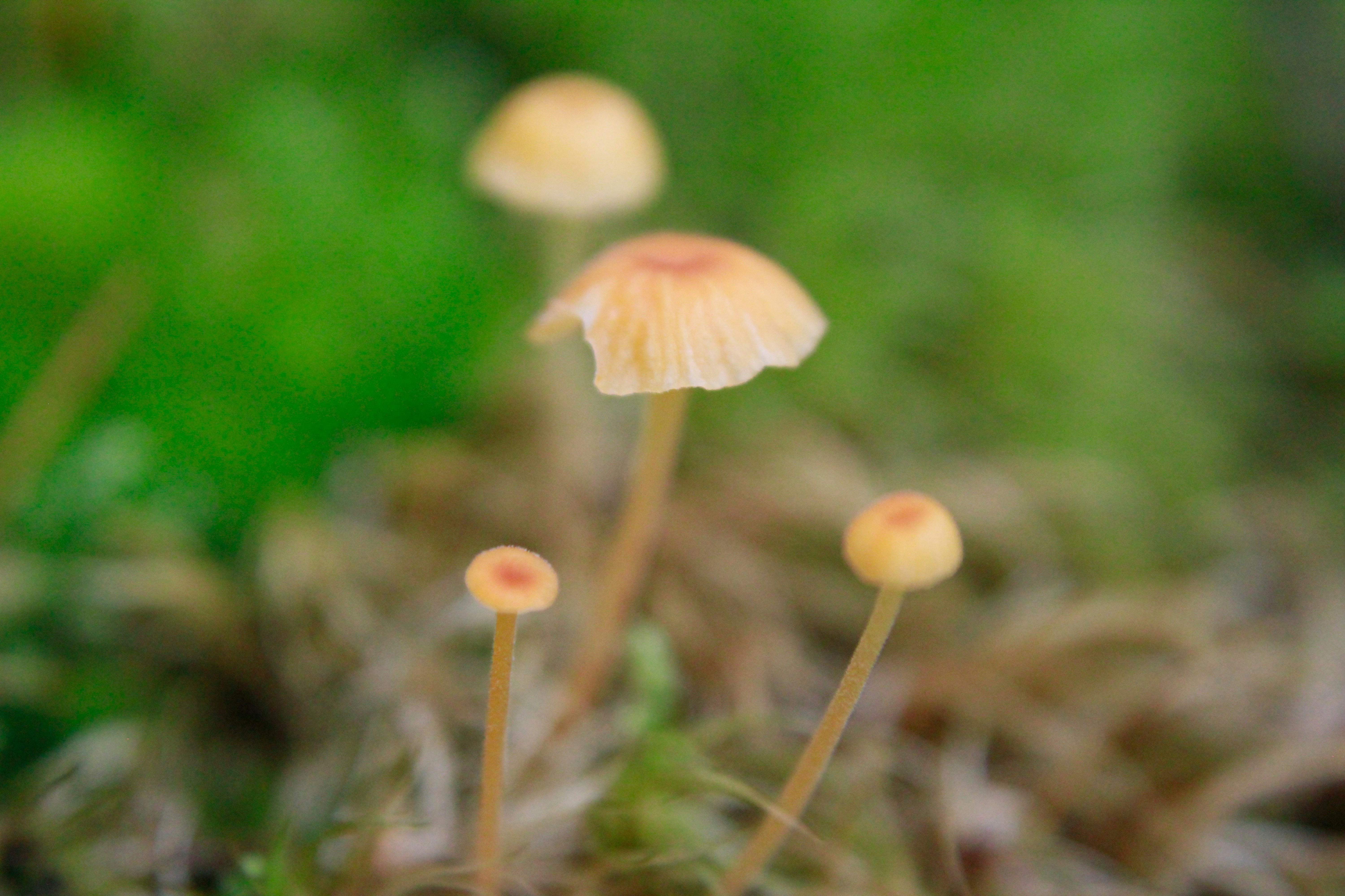 Tiny Orange Gilled Mushrooms Reach for Spring Light