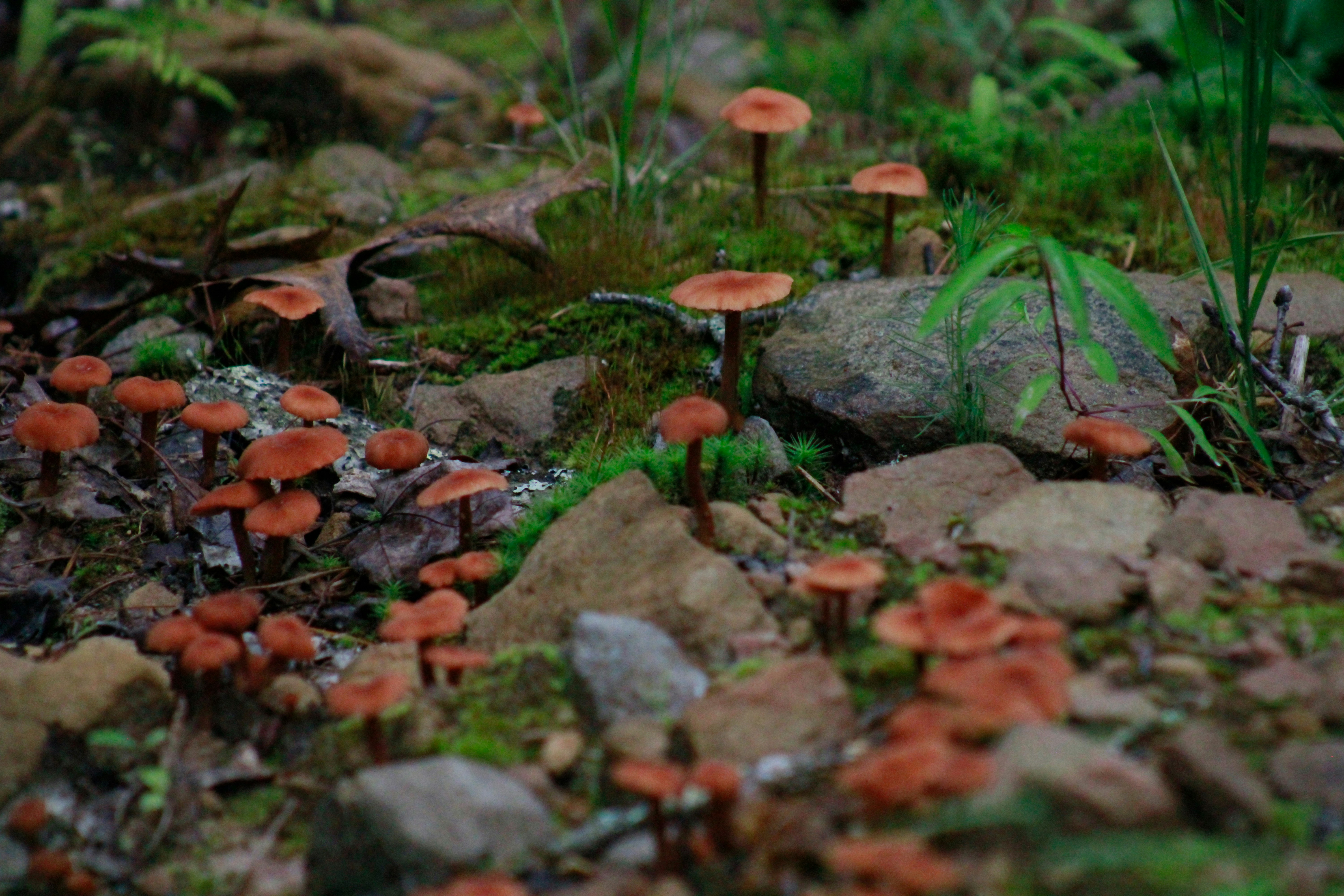Emerald Ground Choir: Orange Mushrooms Among Moss and Rocks
