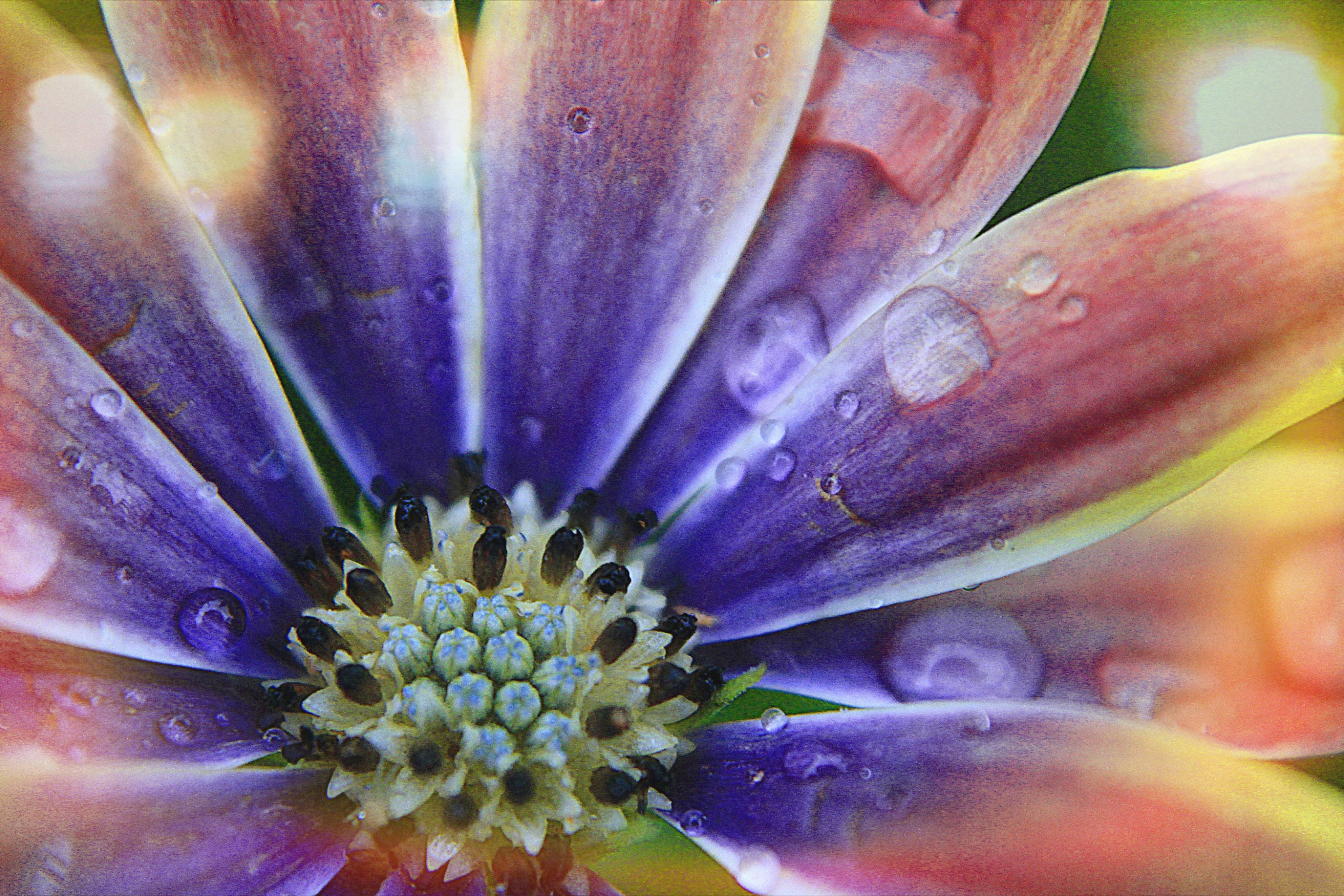 Vibrant Petal Cascade: A Close-Up of Colorful Bloom Details