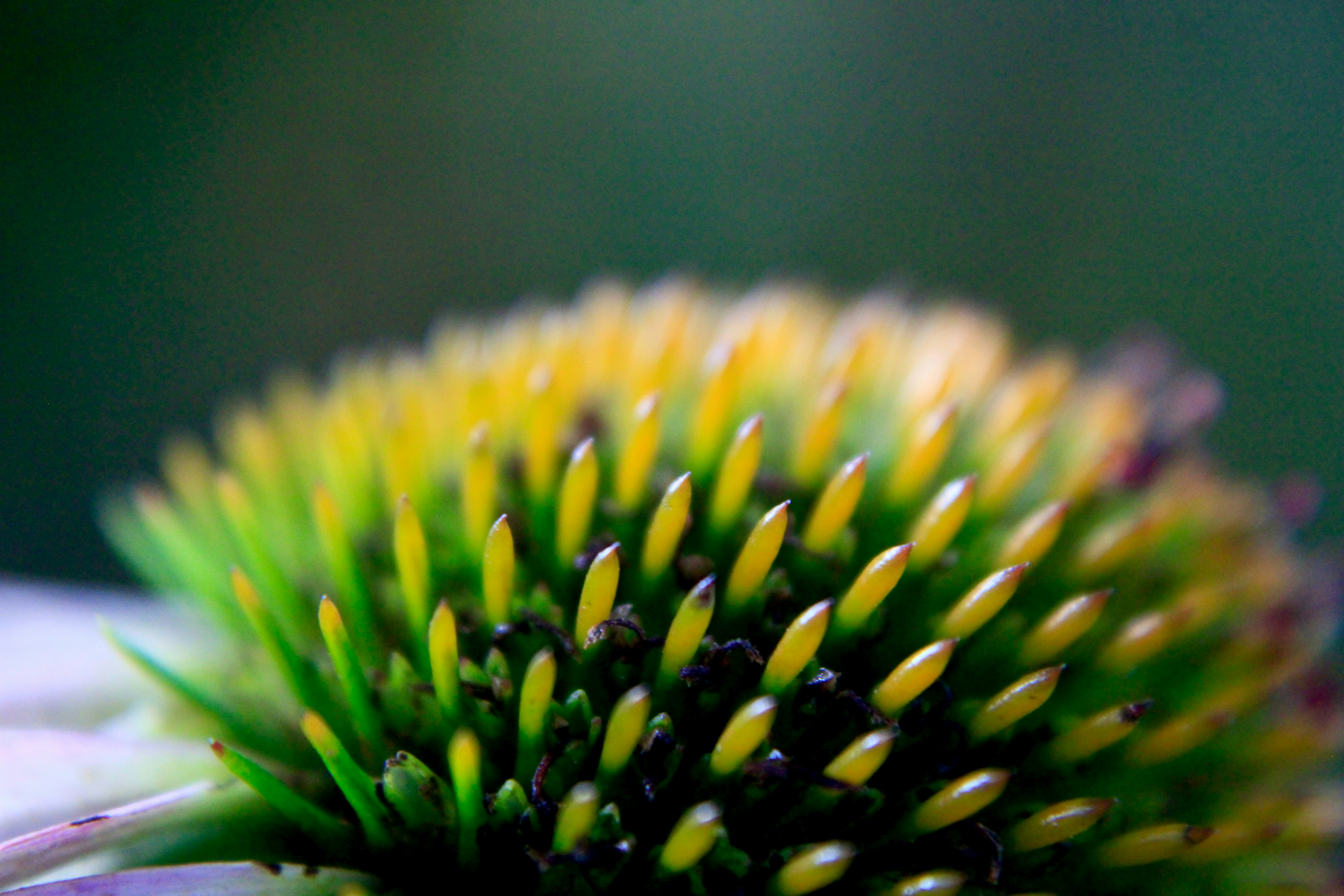 Emerald Crown: Macro View into a Cone of Green and Yellow Spikes
