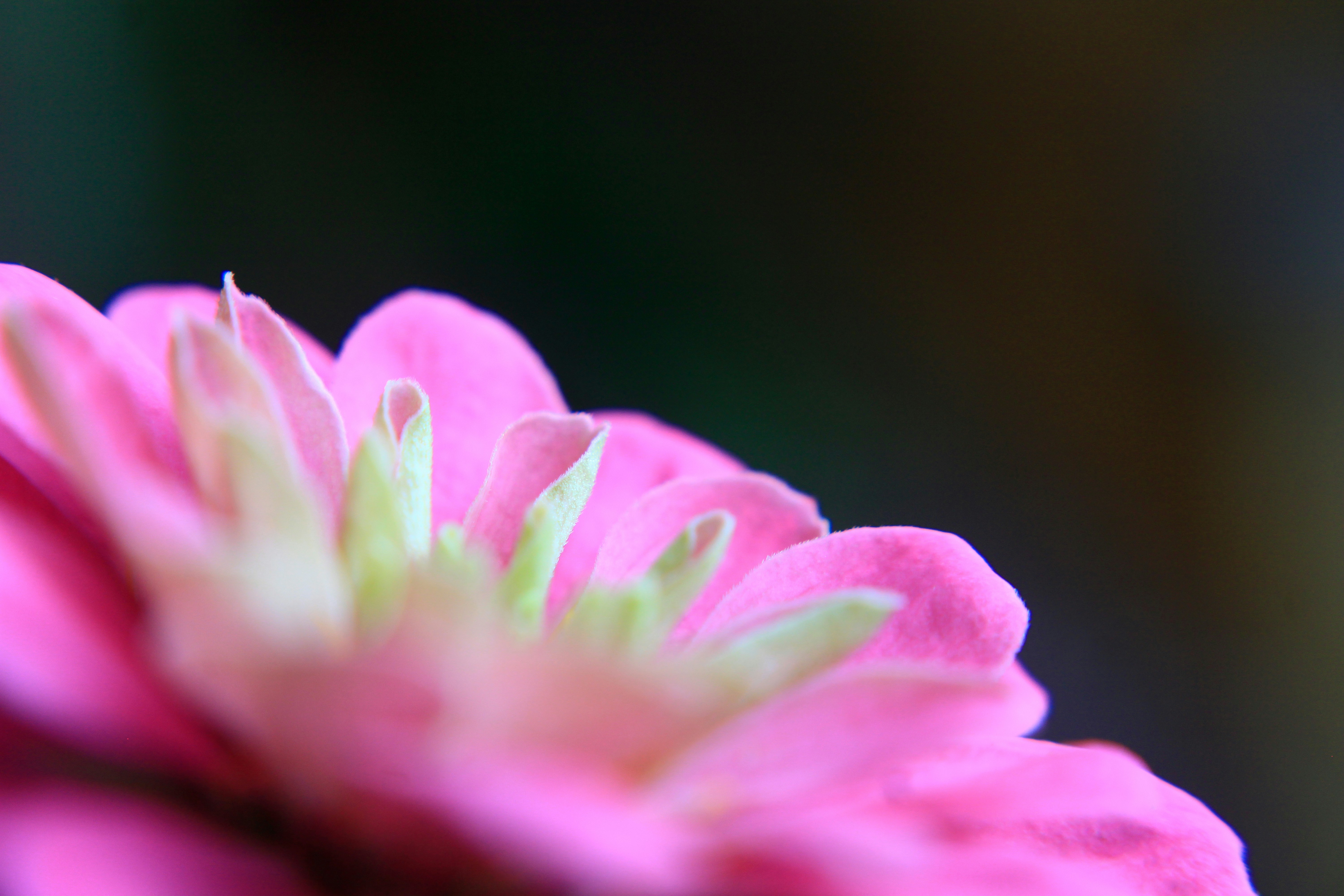 Petal Crown: A Close-Up of Pink Dawn on Velvet Texture