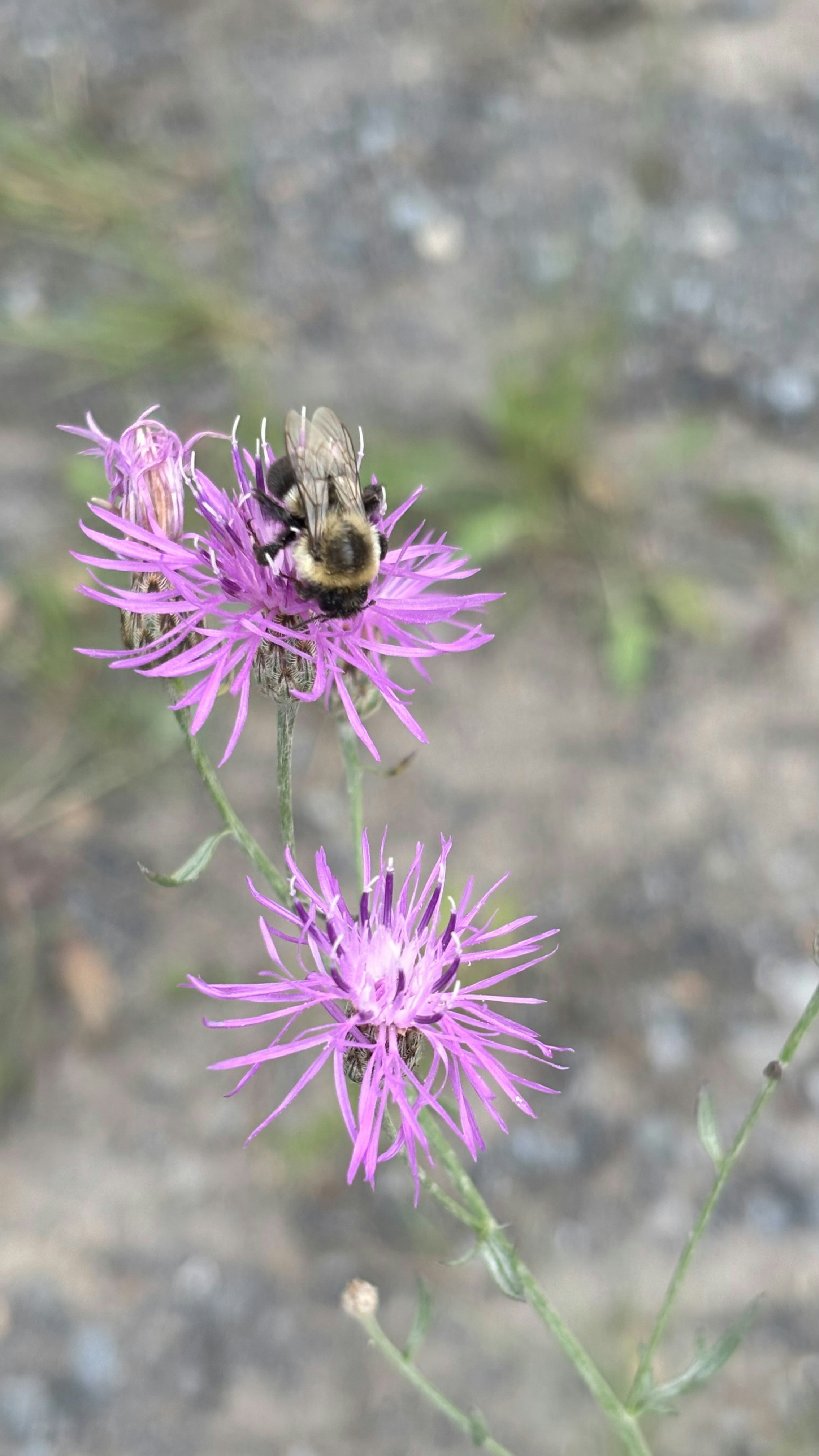 Bee on a Violet Crown: a close encounter with a bloom