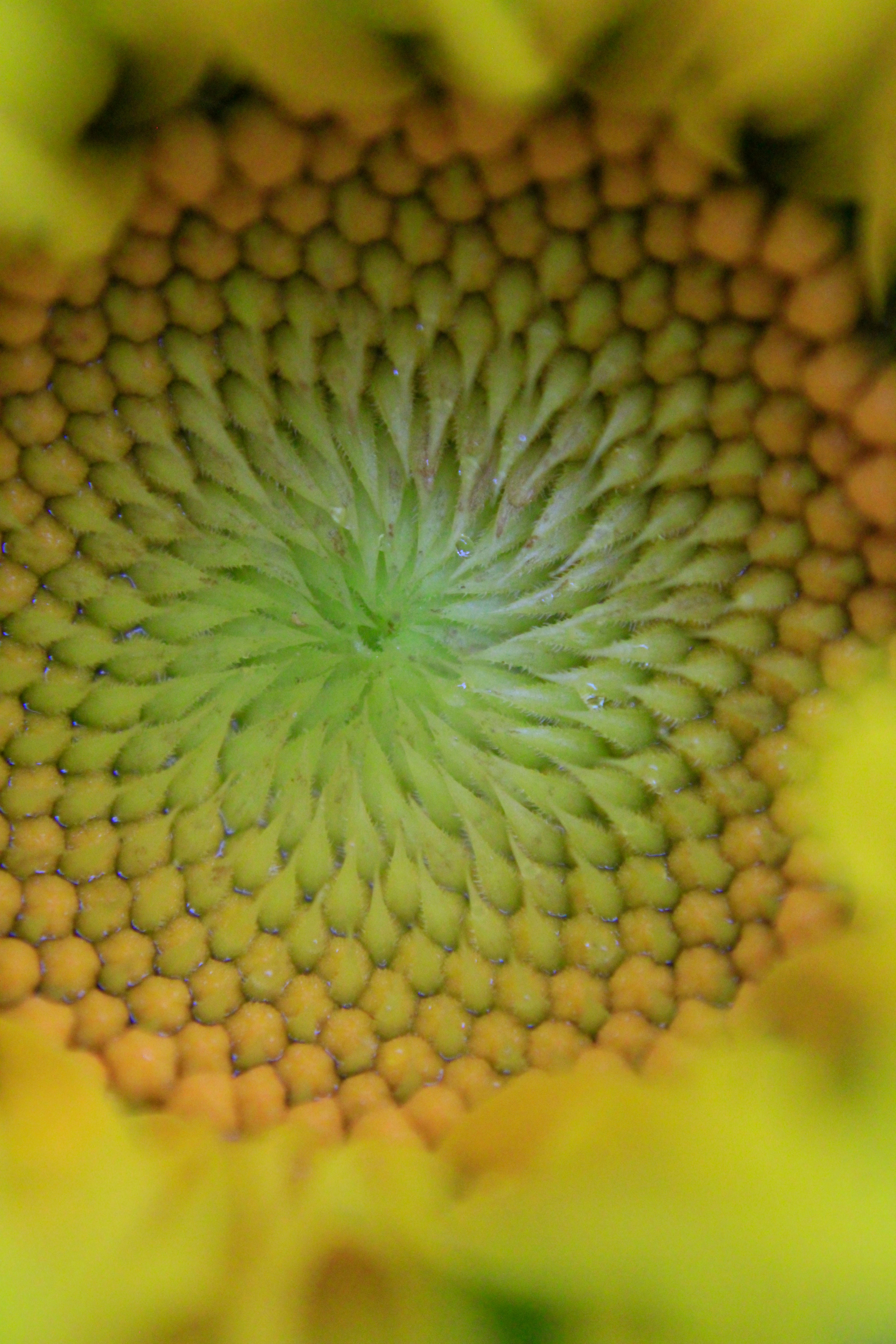 Close-up of the sunflower's central disk revealing tightly packed florets in greenish-yellow tones, with a soft bokeh around the edge.