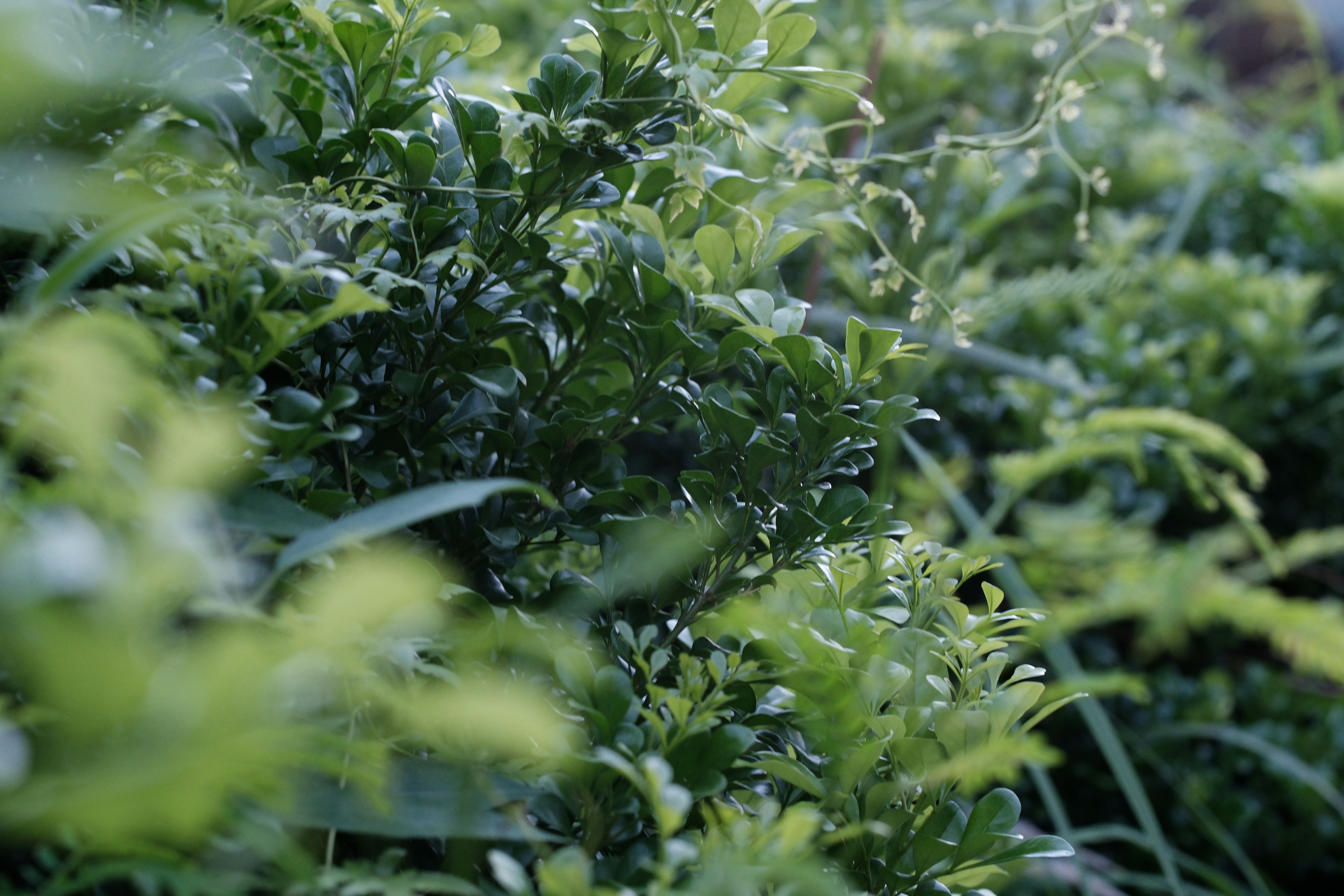 Lush green hedge fills the frame with varying leaf textures and depth, captured in soft, natural light. A quiet, cropped view emphasizes depth and organic detail without a singular focal subject.