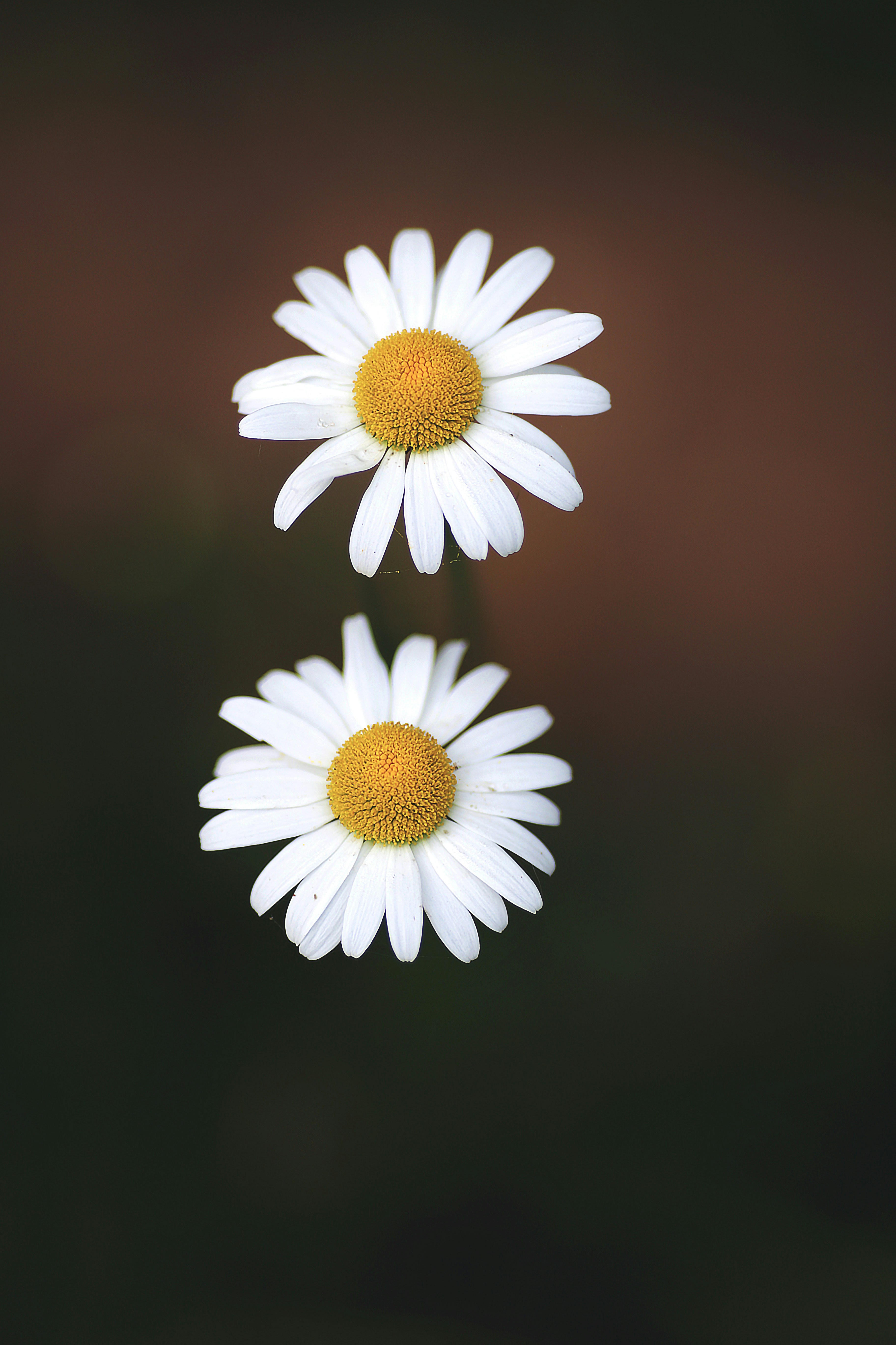 Two daisies rise vertically with crisp white petals and bright yellow centers, set against a smooth, blurred background.