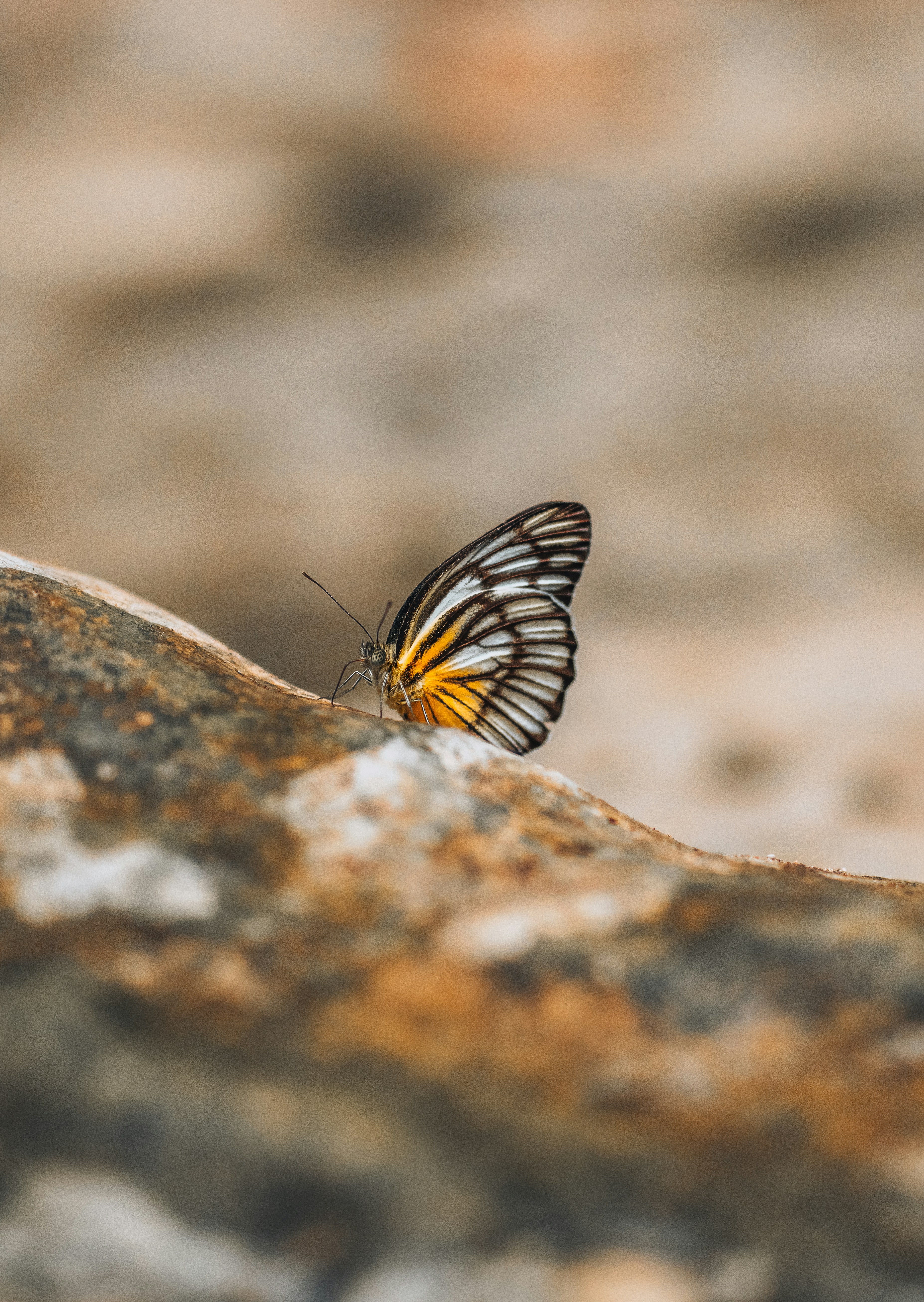 A Delicate Monarch on a Weathered Rock
