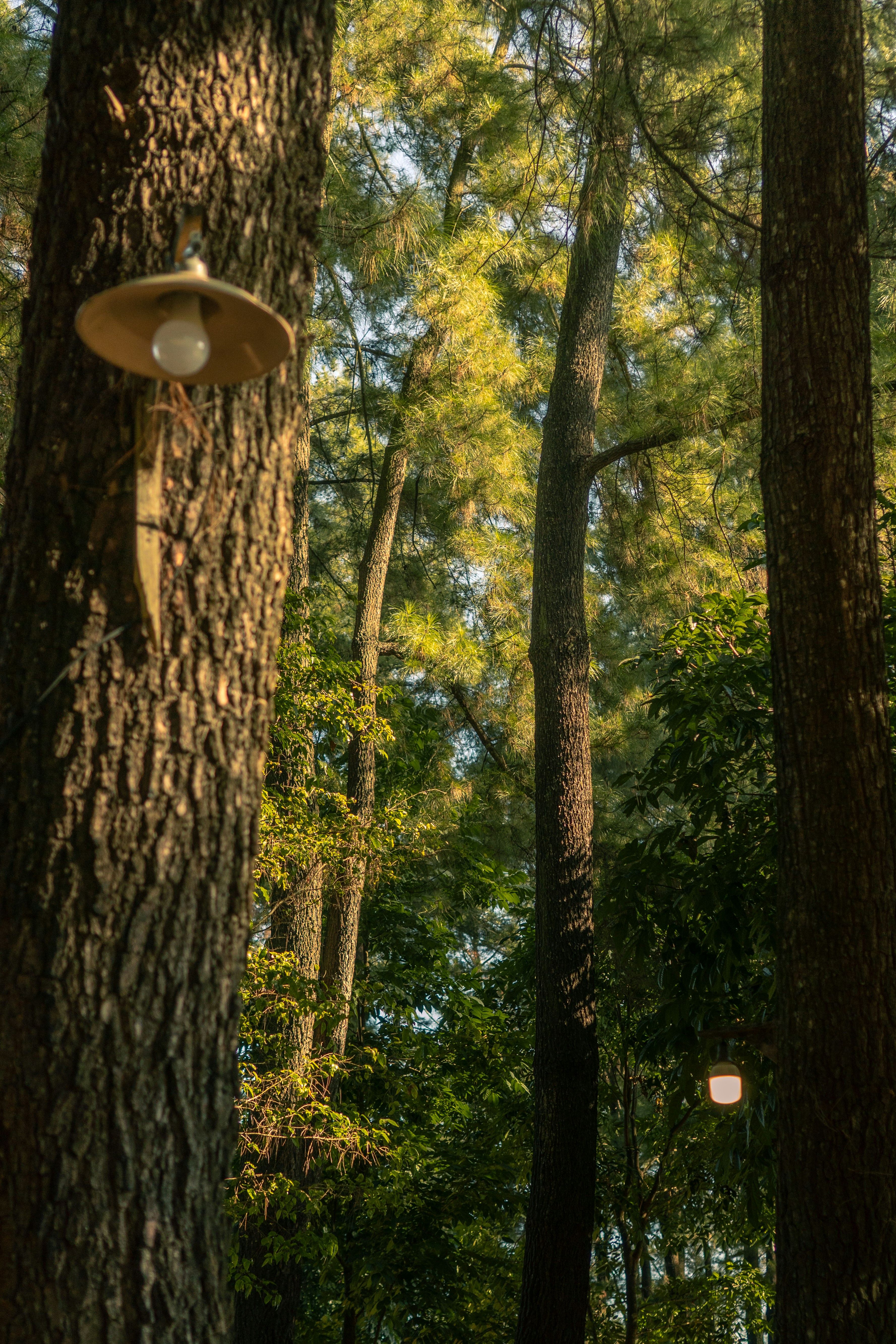 Golden Hour Among Giants: A Quiet Forest Lantern Moment