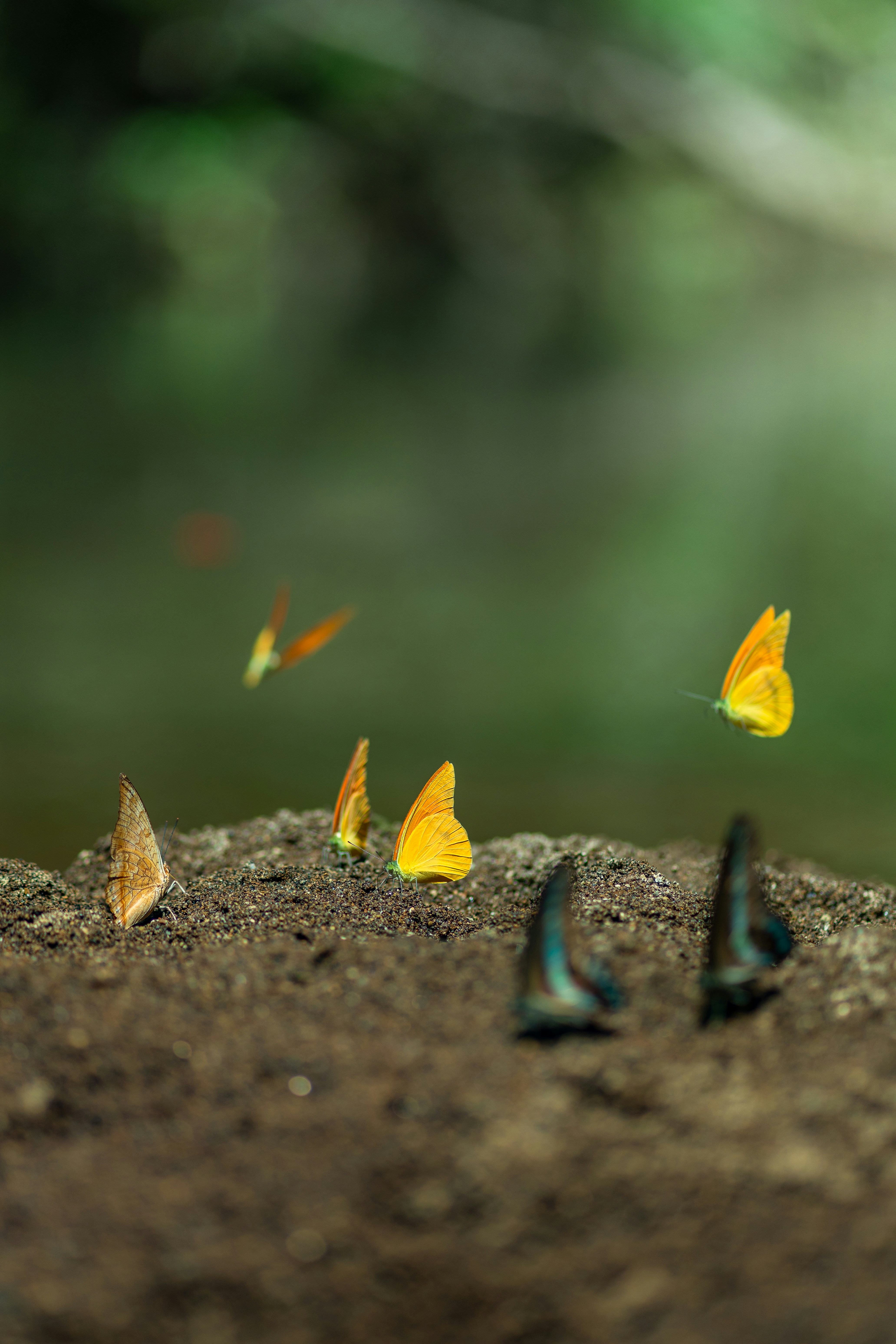 Golden Butterflies at the Muddy Shore