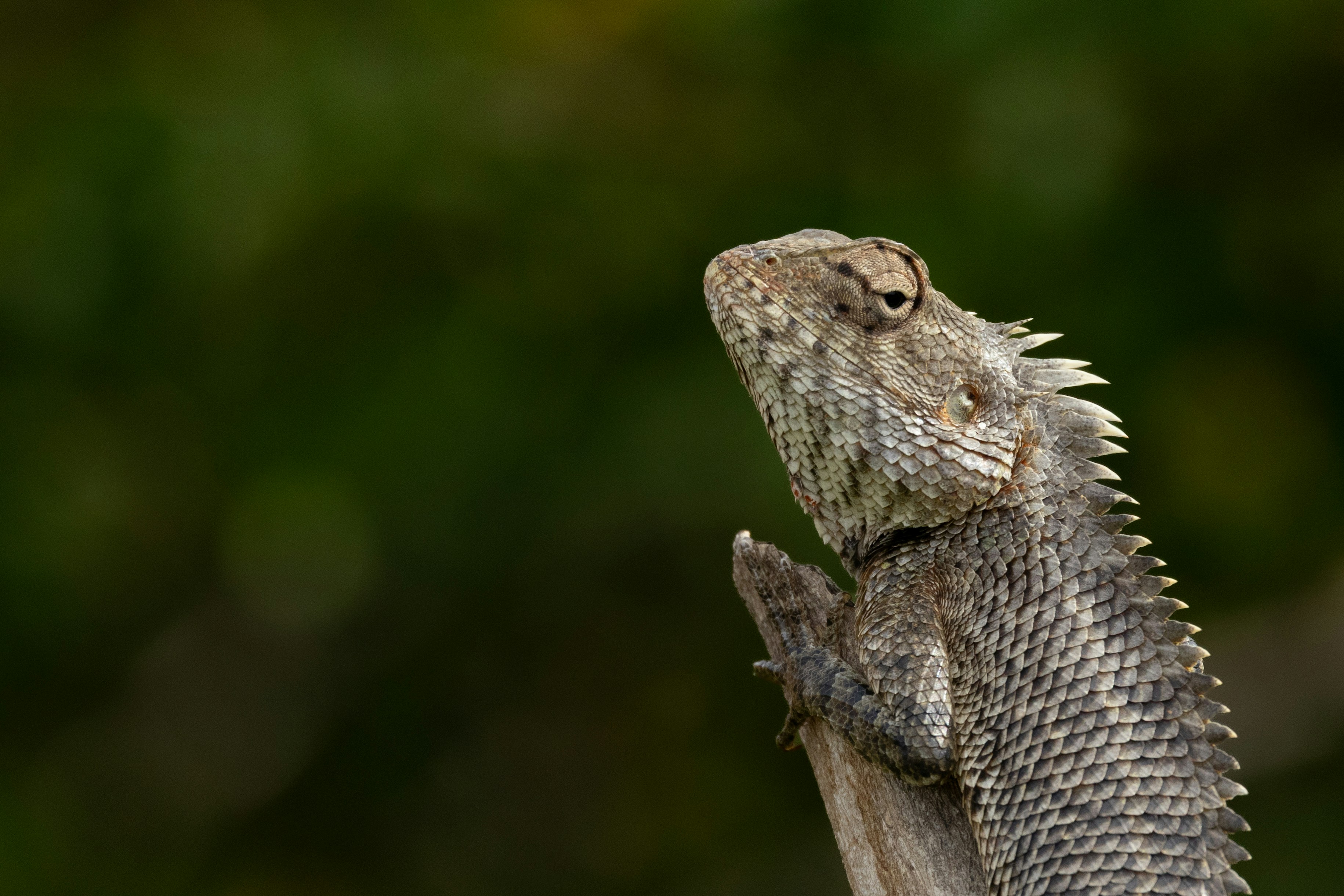 Spiked Sentinel: A Side Portrait of a Bearded Dragon Amid Quiet Foliage