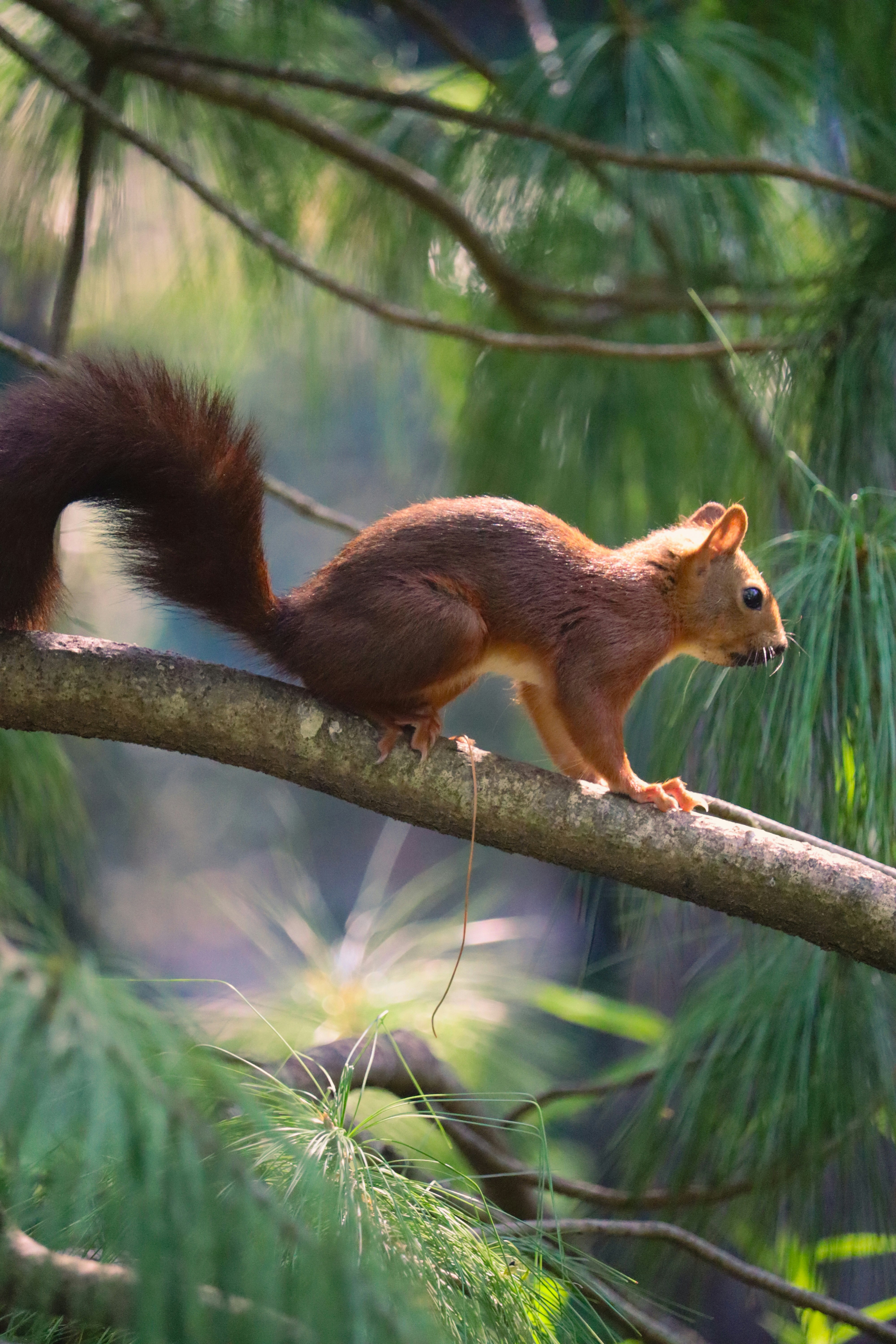 Balancing Act on a Pine: Squirrel Scout on a Sunlit Branch