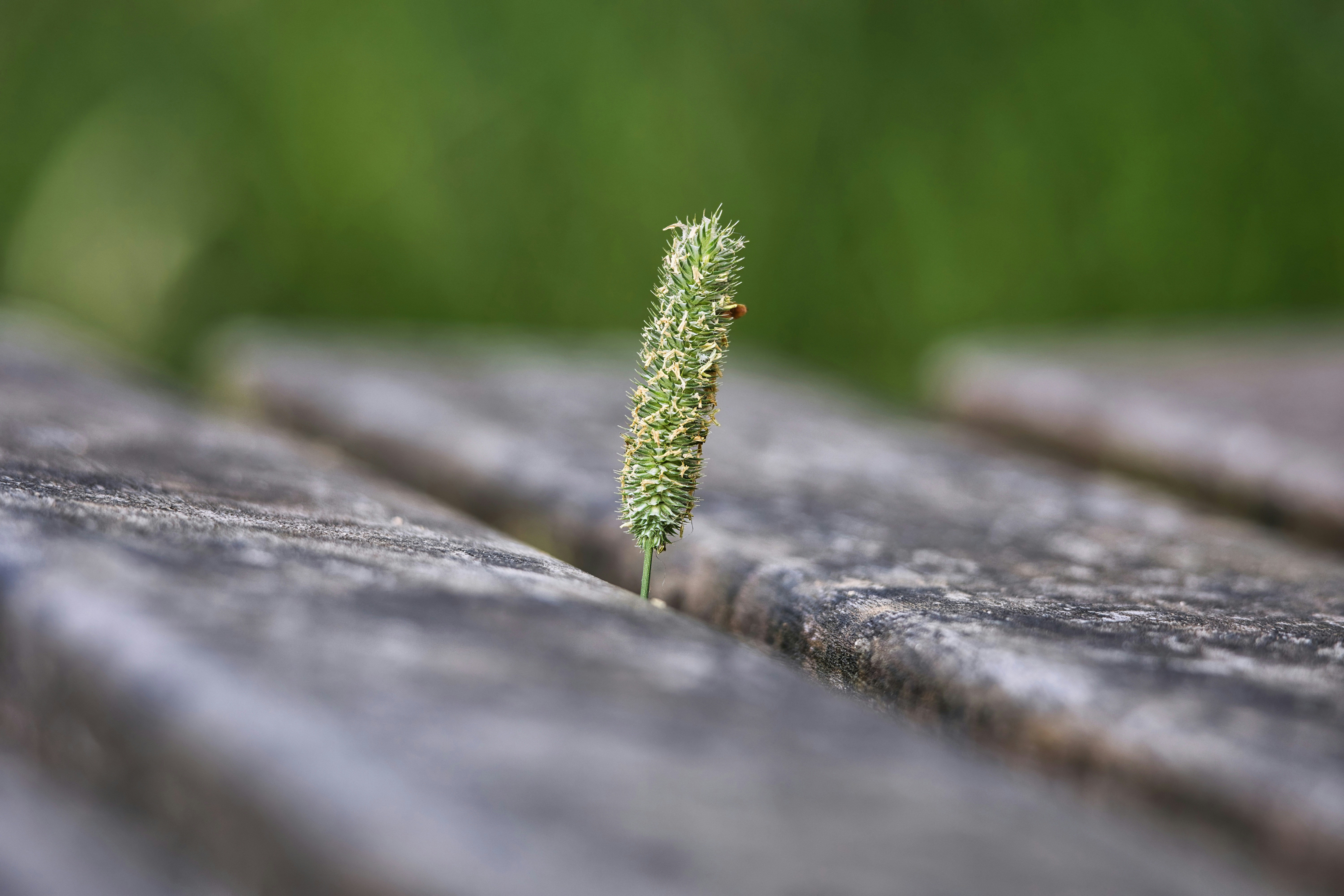 A solitary seed head rises between weathered boards