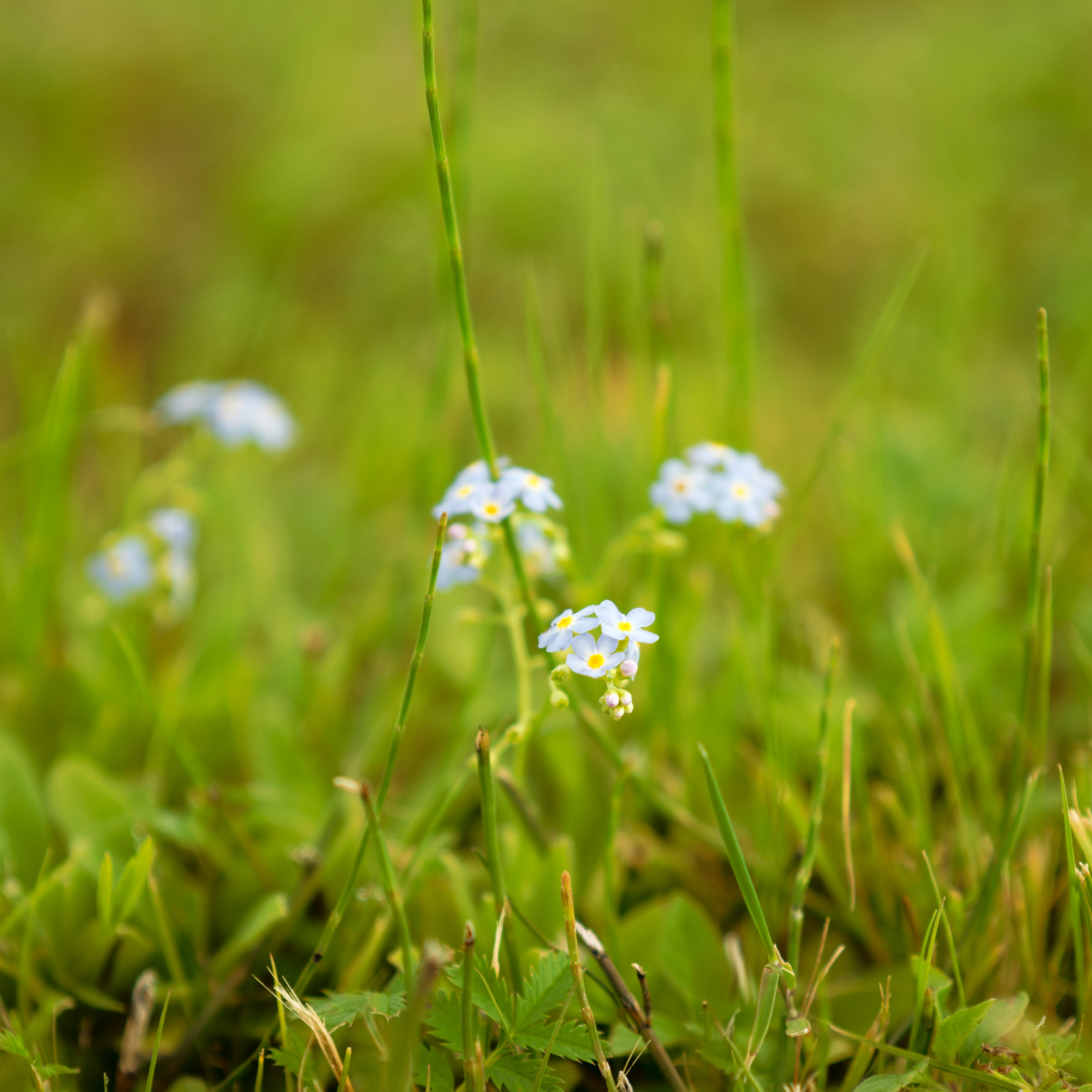 Gentle Meadow Skylights: Tiny Blue Flowers in Sunlit Grass