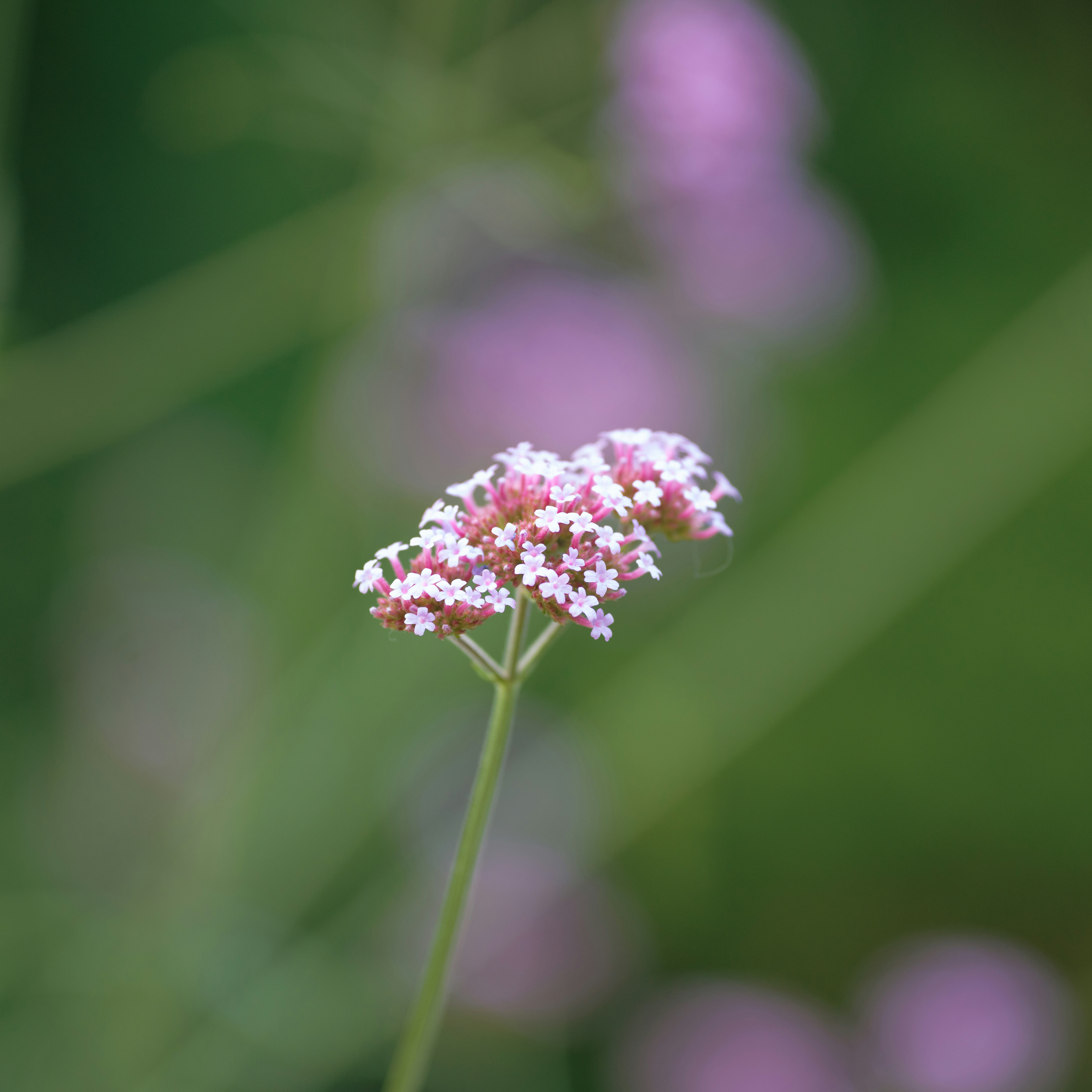 Tiny Pink Umbrella Blossoms Basking in Soft Summer Light