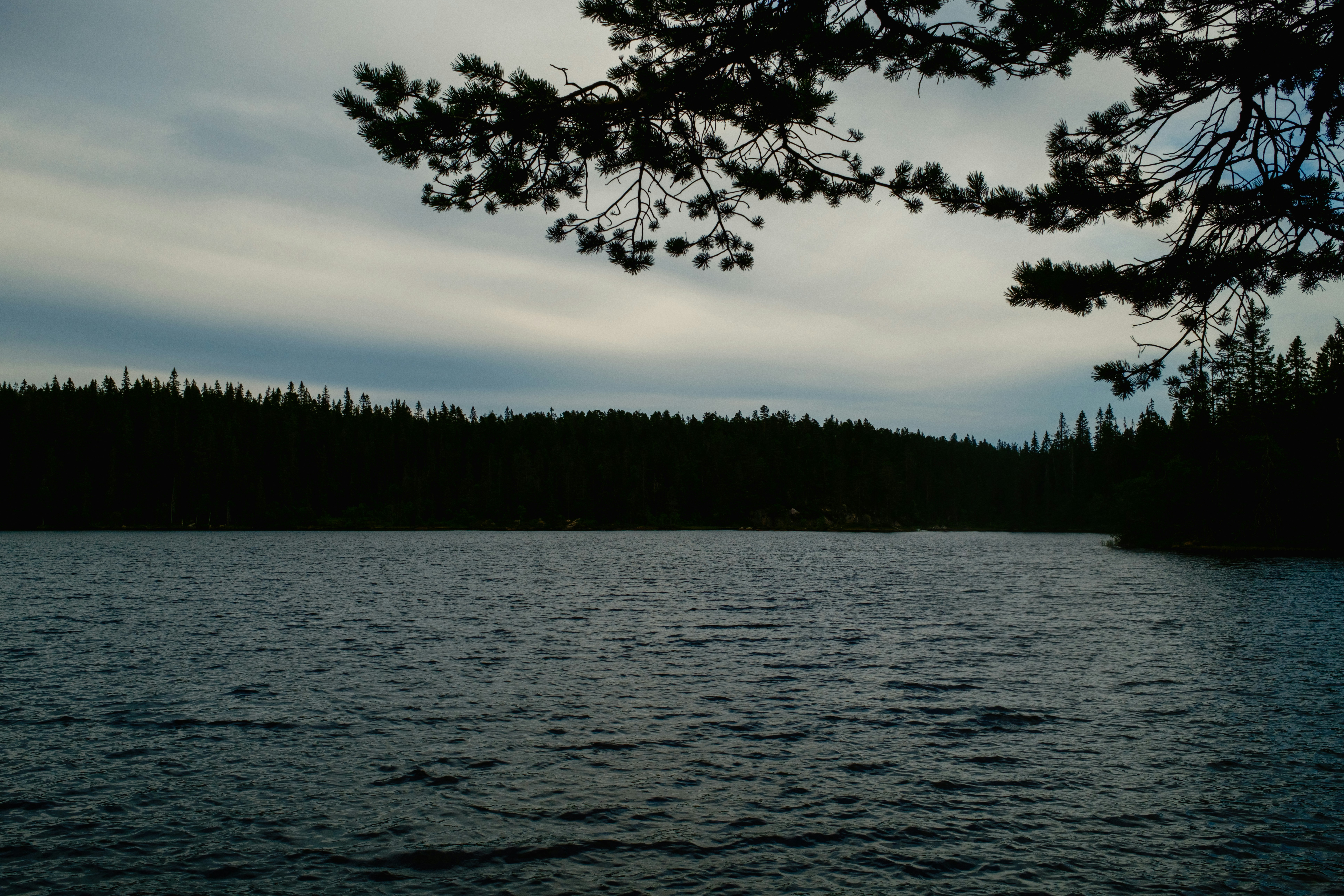 Twilight Shoreline Amid the Quiet Pines