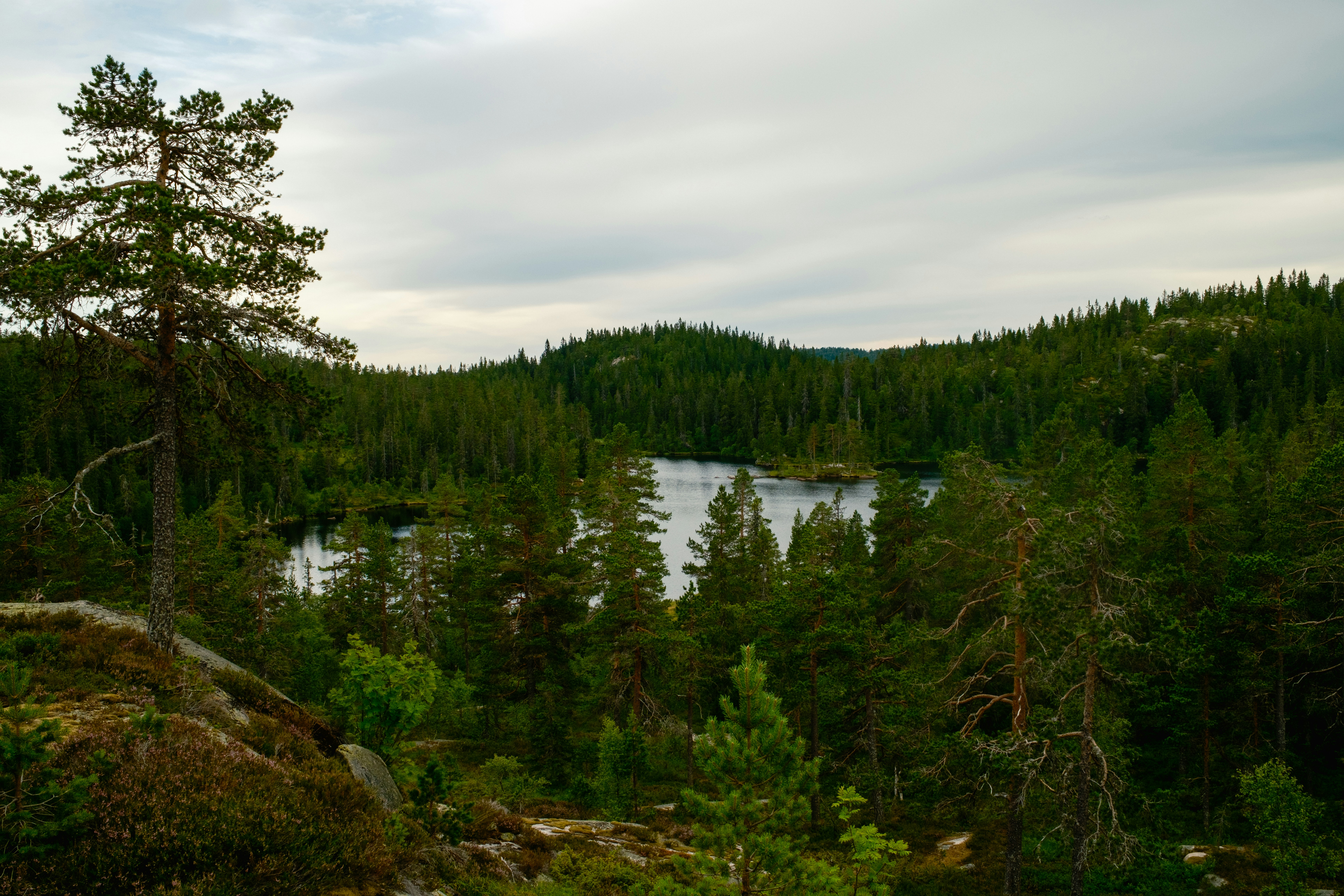 River Glass: A Quiet Pine-Filled Vista Over Running Waters
