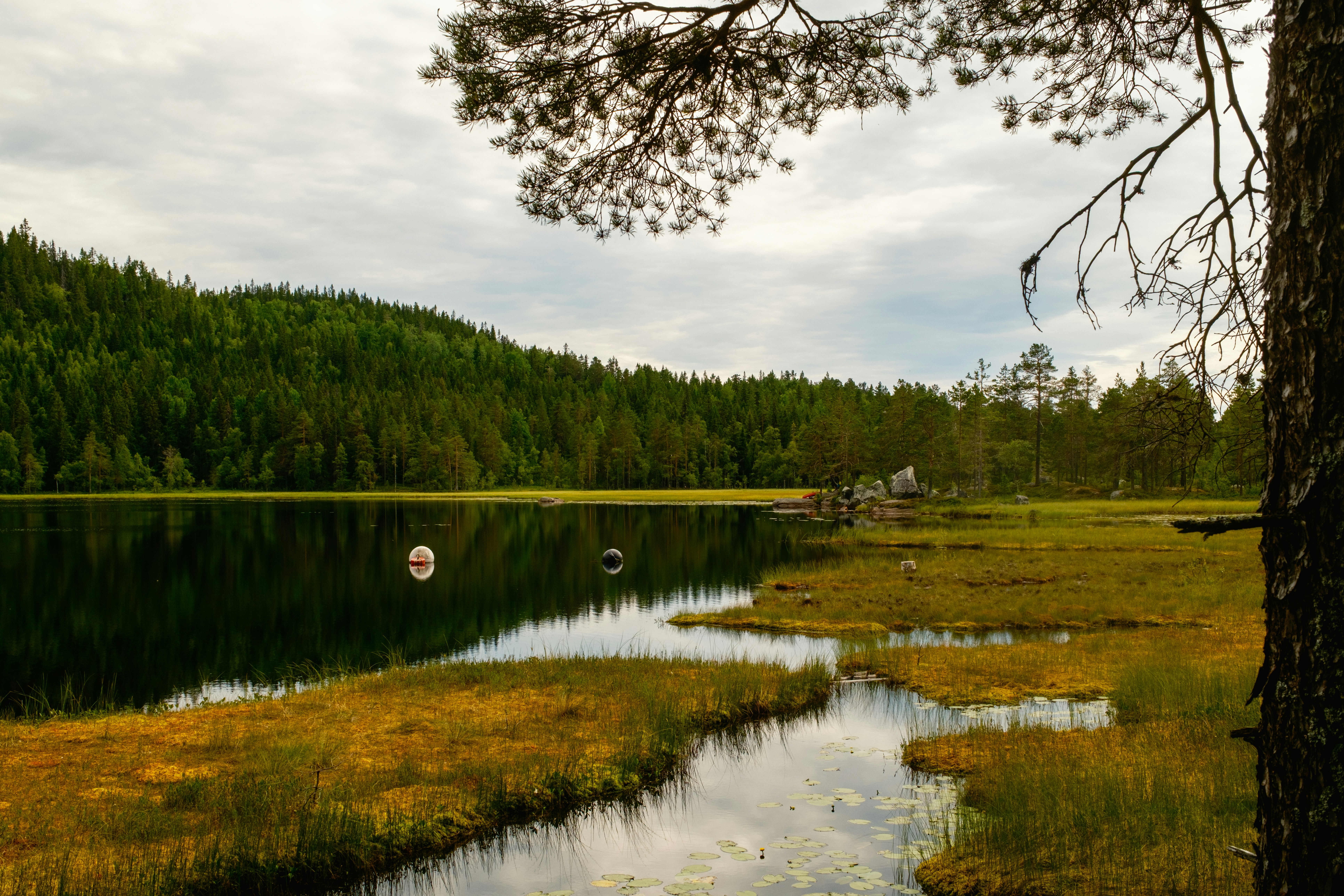 Quiet shoreline reverie by a pine-fringed lake
