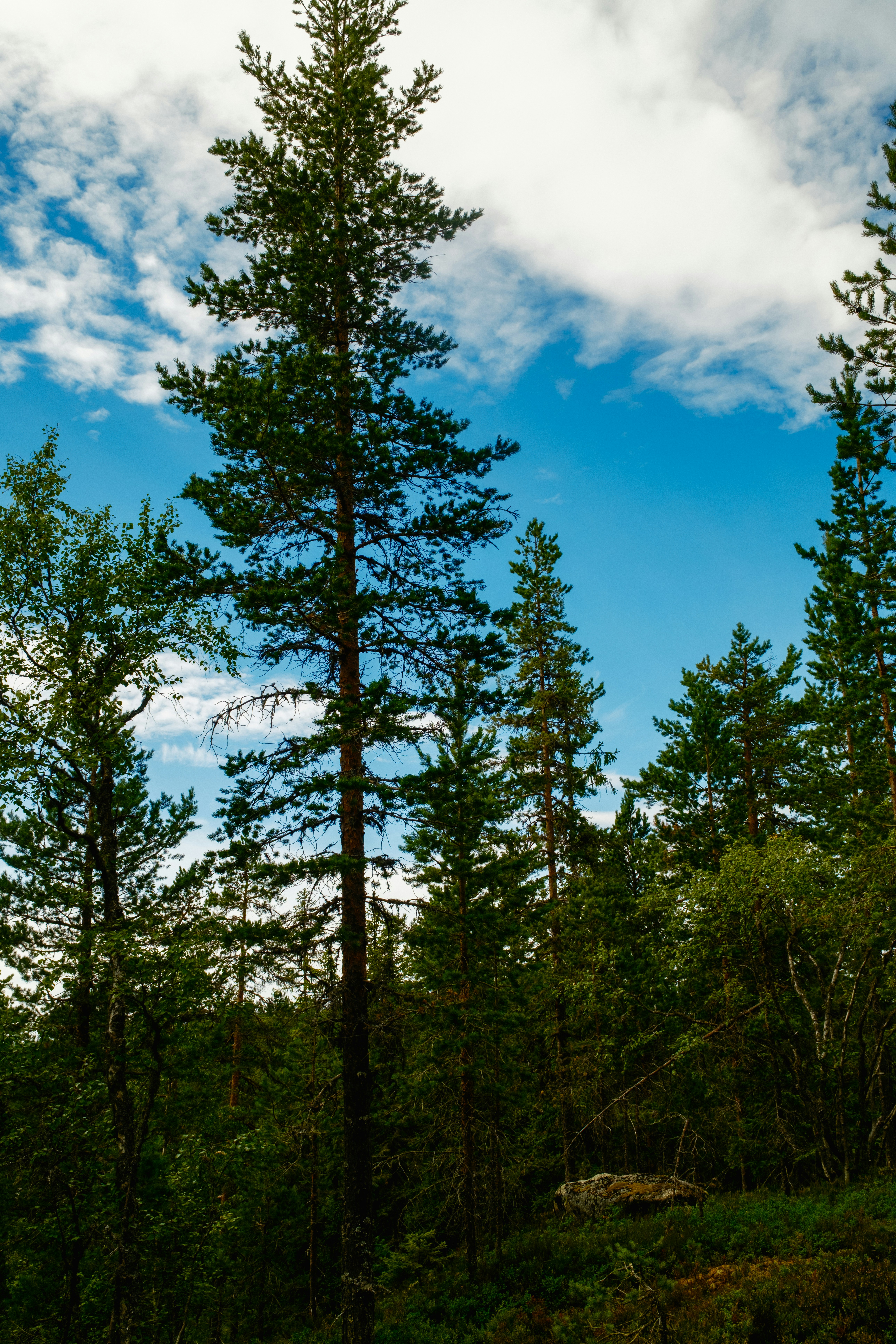 Towering Pines Reach Toward a Bright Crown