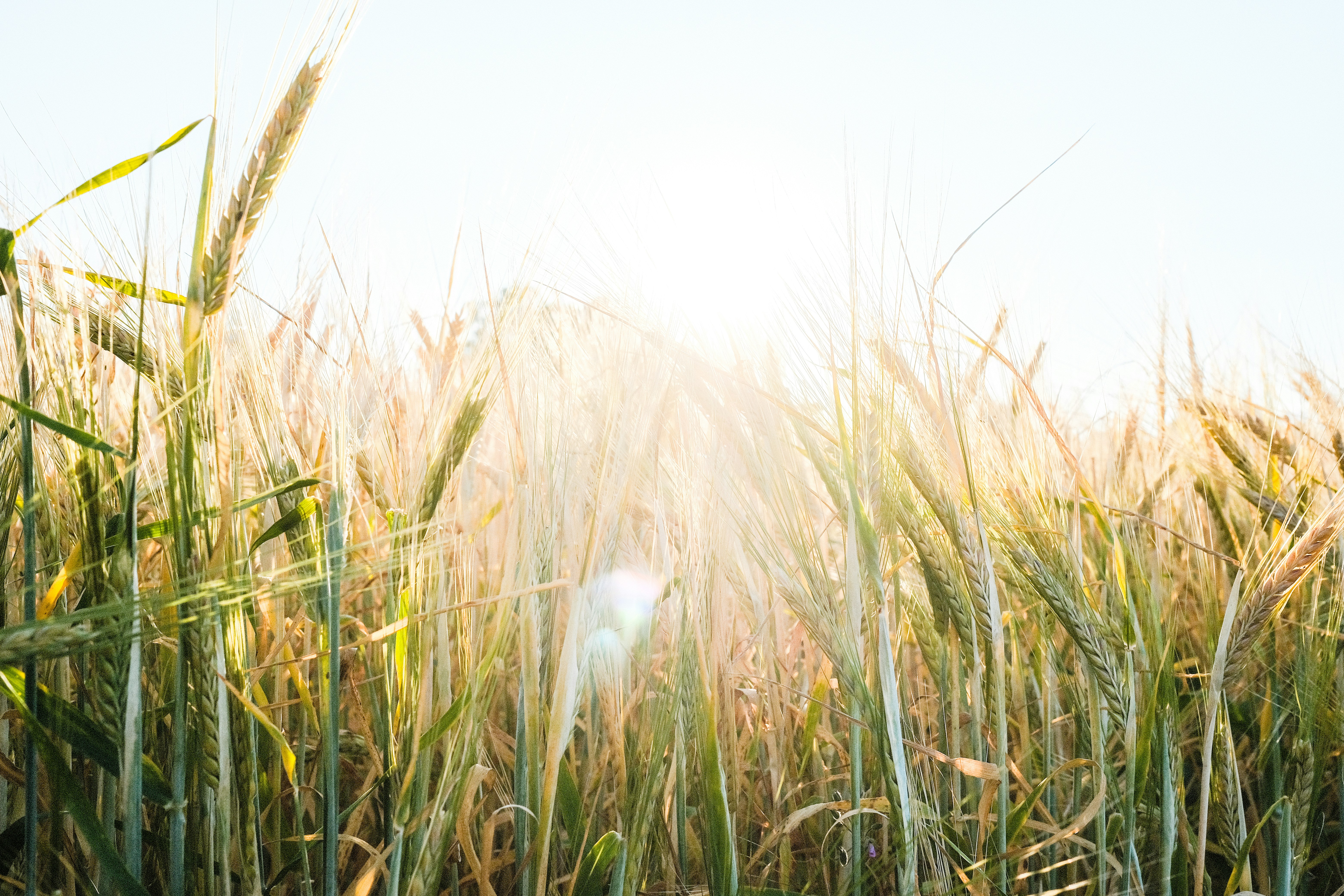 Sunlit Grain: Gentle Light Through a Sea of Wheat