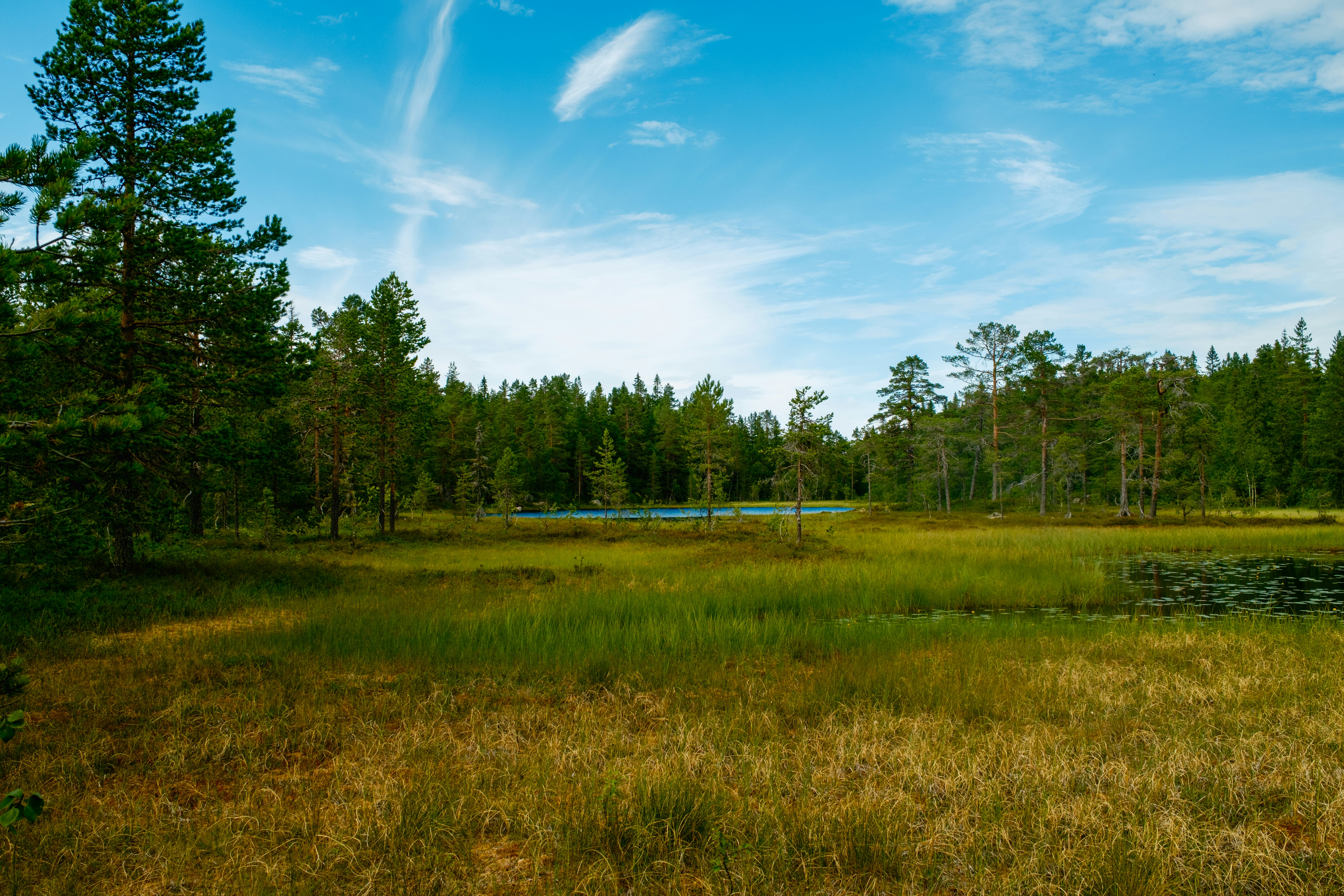 Sunlit Wetland Openness Under a Cerulean Sky