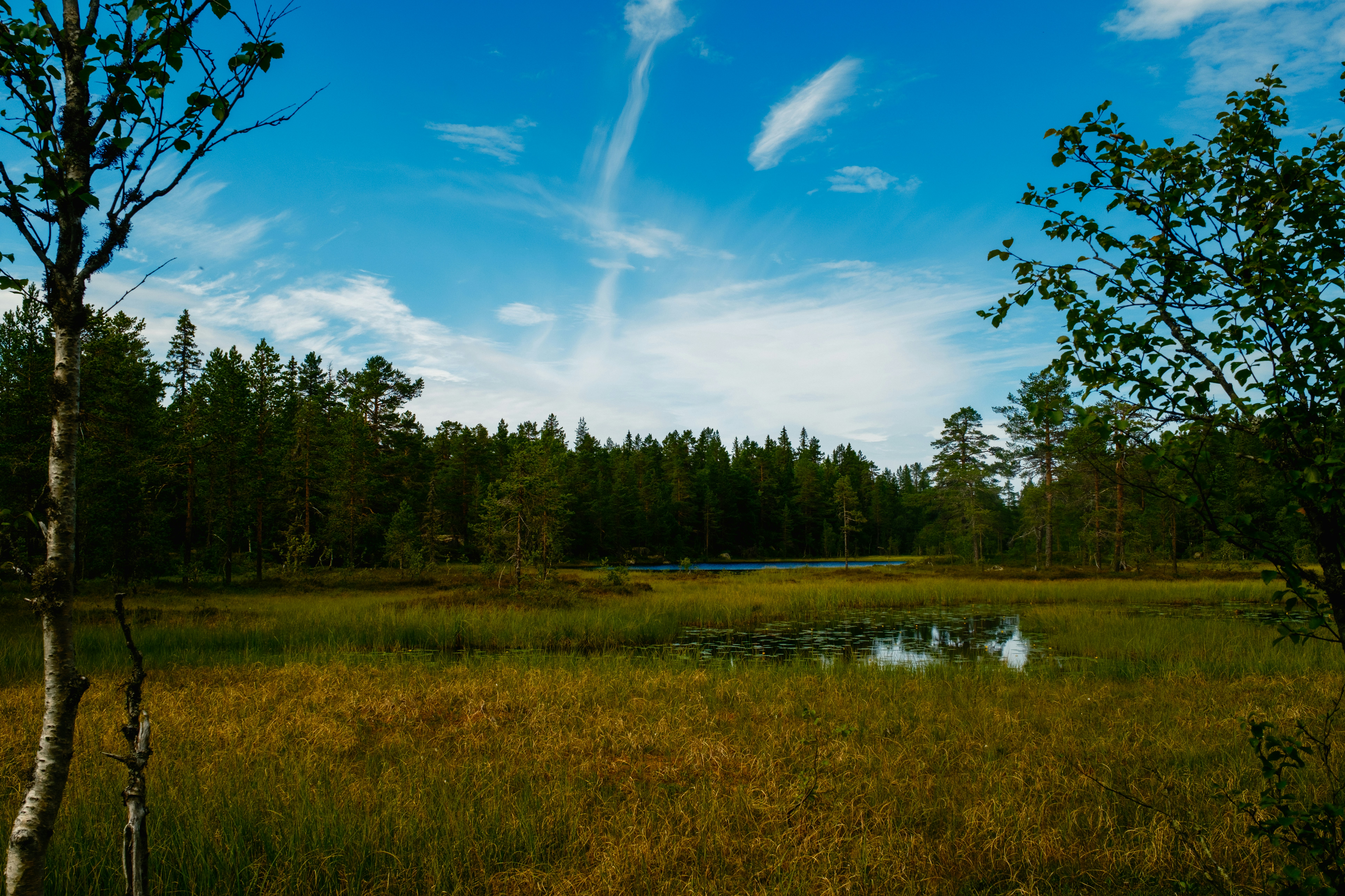 Calm Wetland Verge Under a Wide Blue Sky