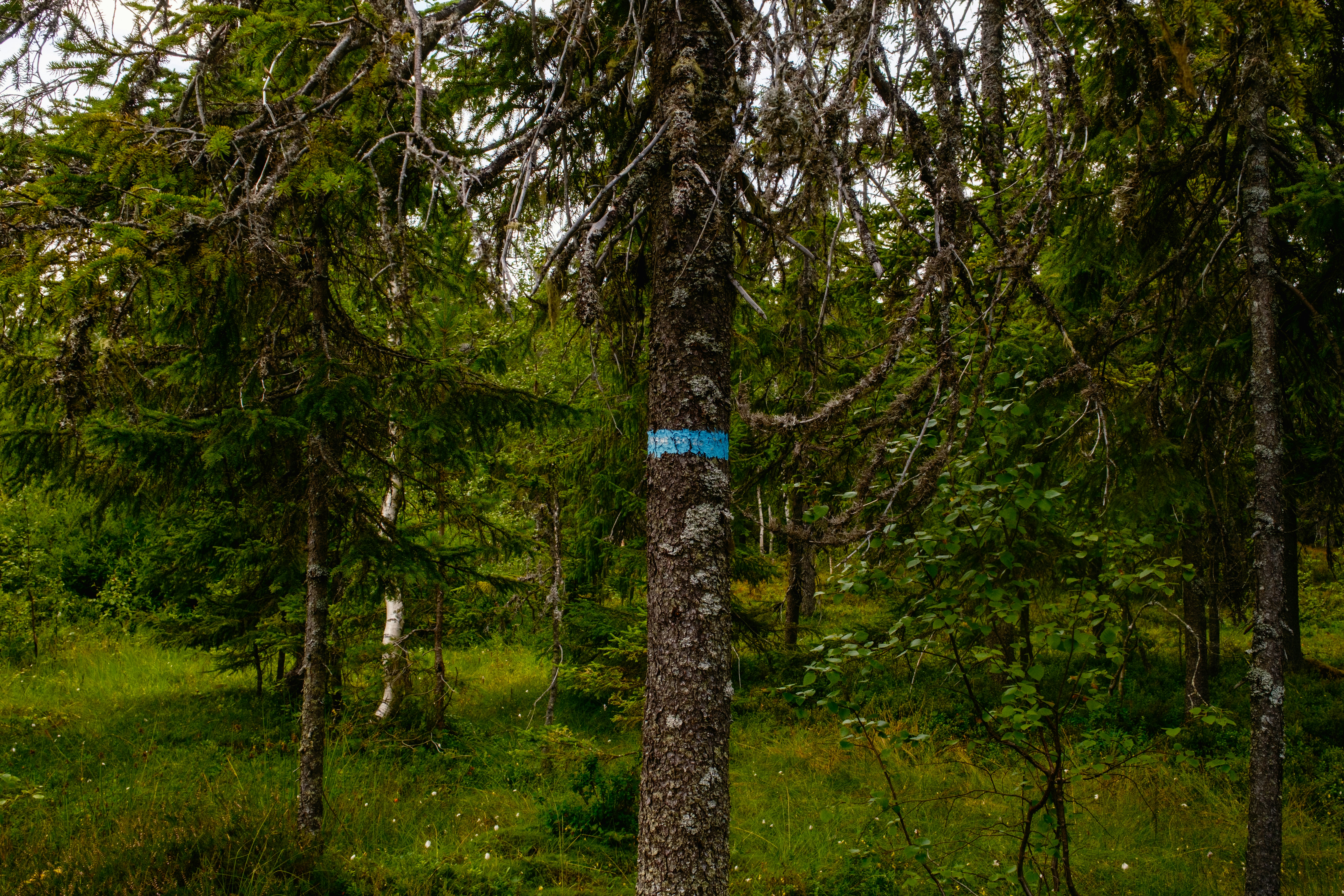 Blue Ribbon in the Quiet Pines