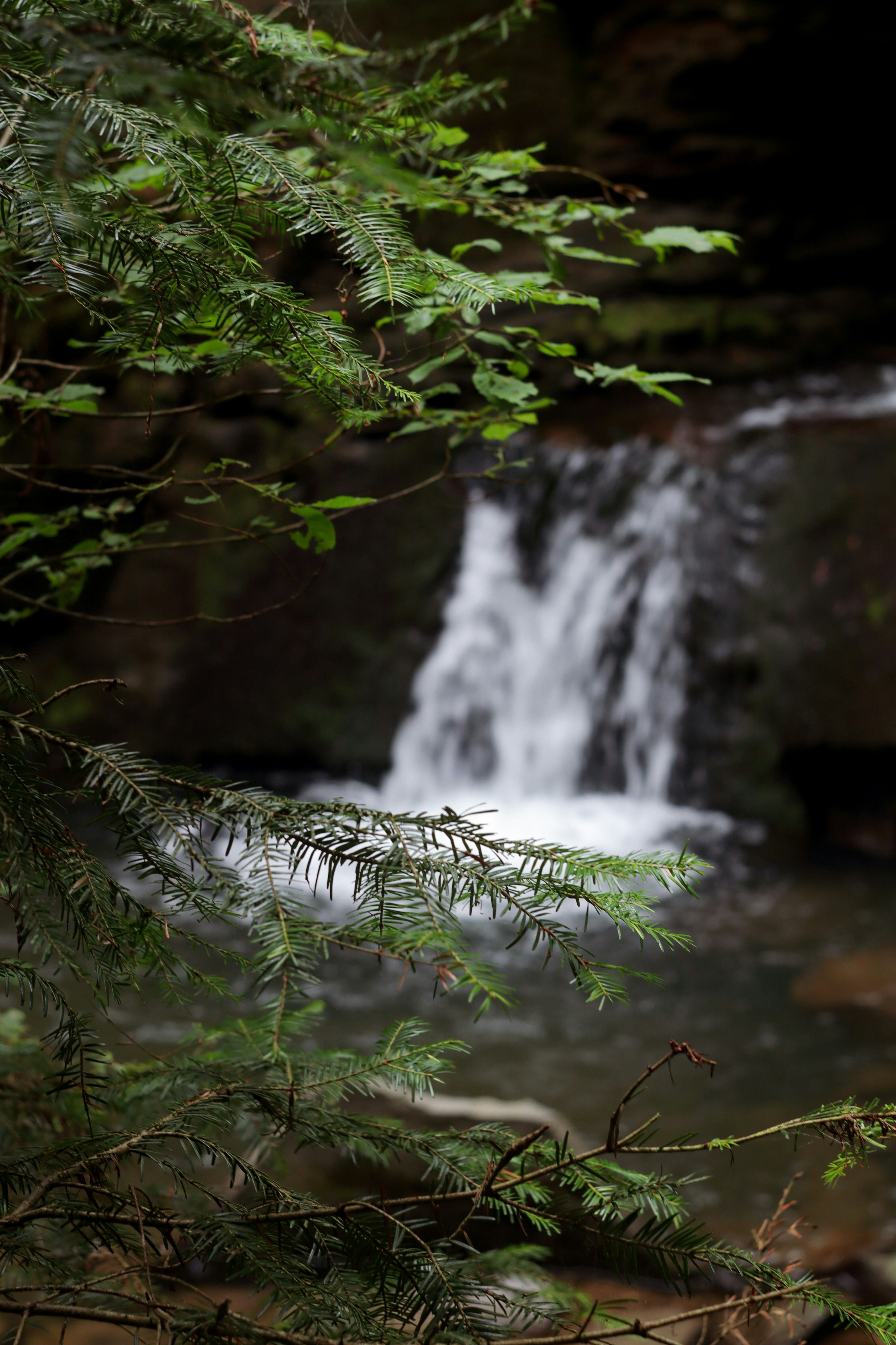Close-up of evergreen branches in the foreground with a soft waterfall in the background at a woodland stream.