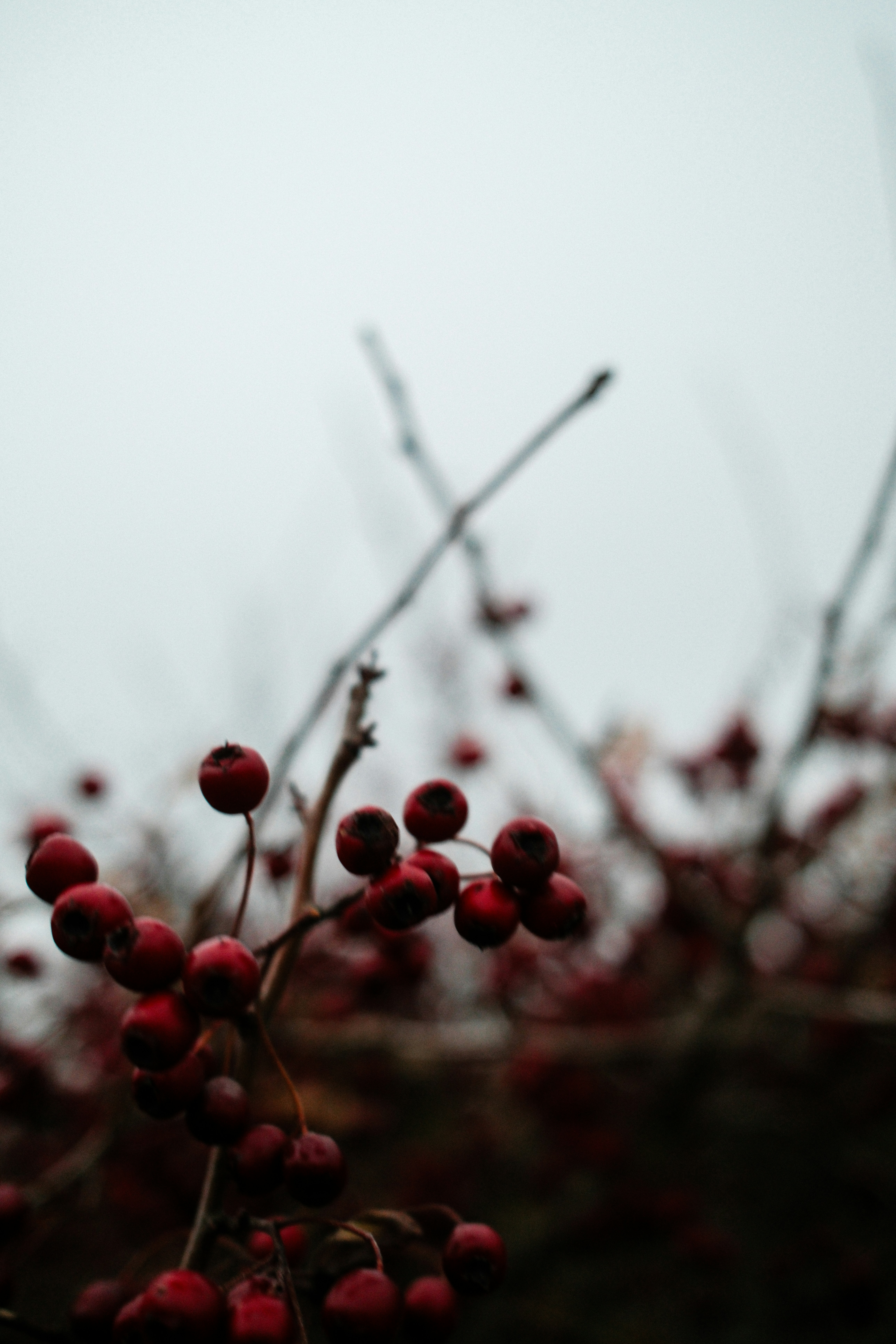 Crimson Berries in Soft Focus