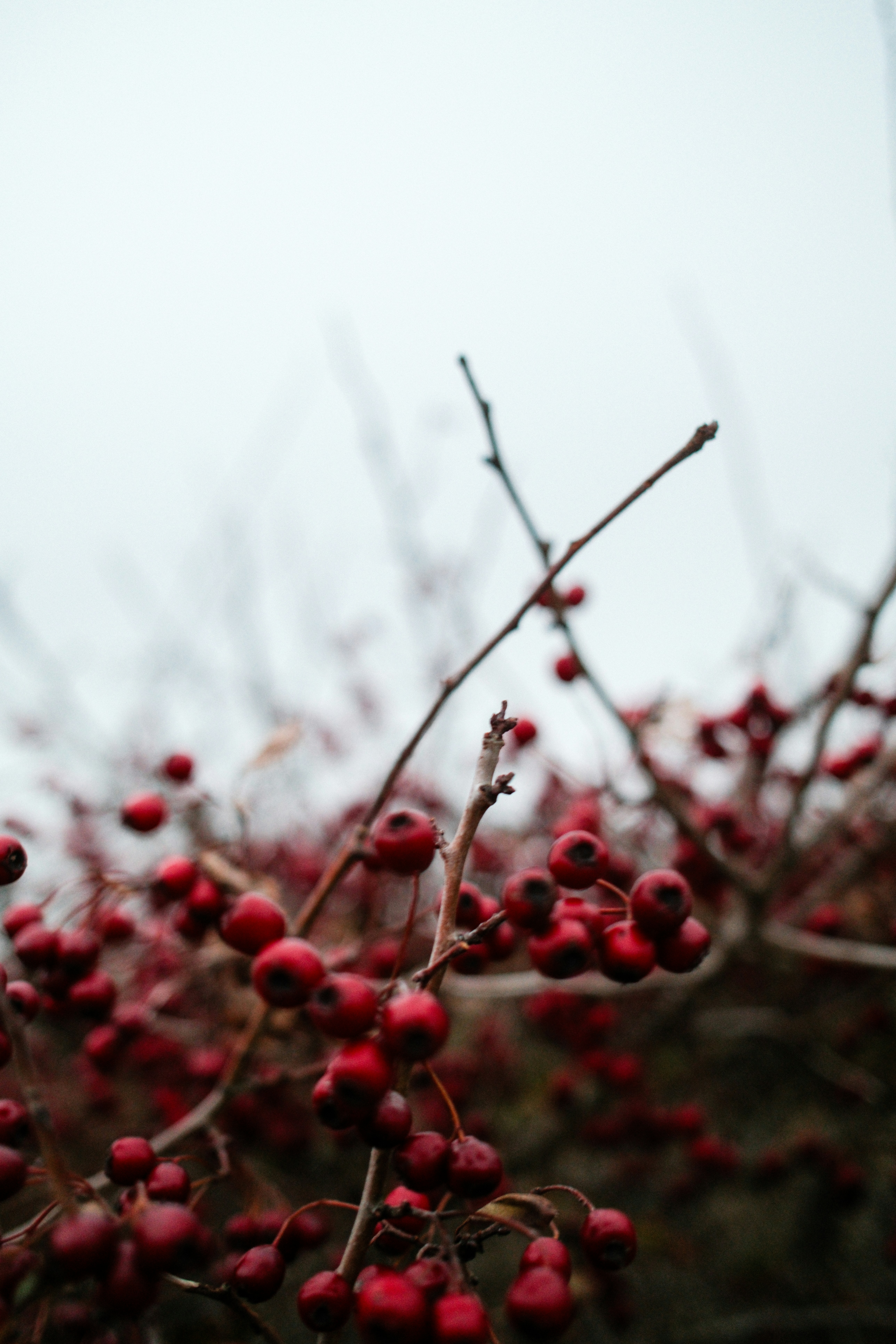 Crimson Berries in Winter's Edge